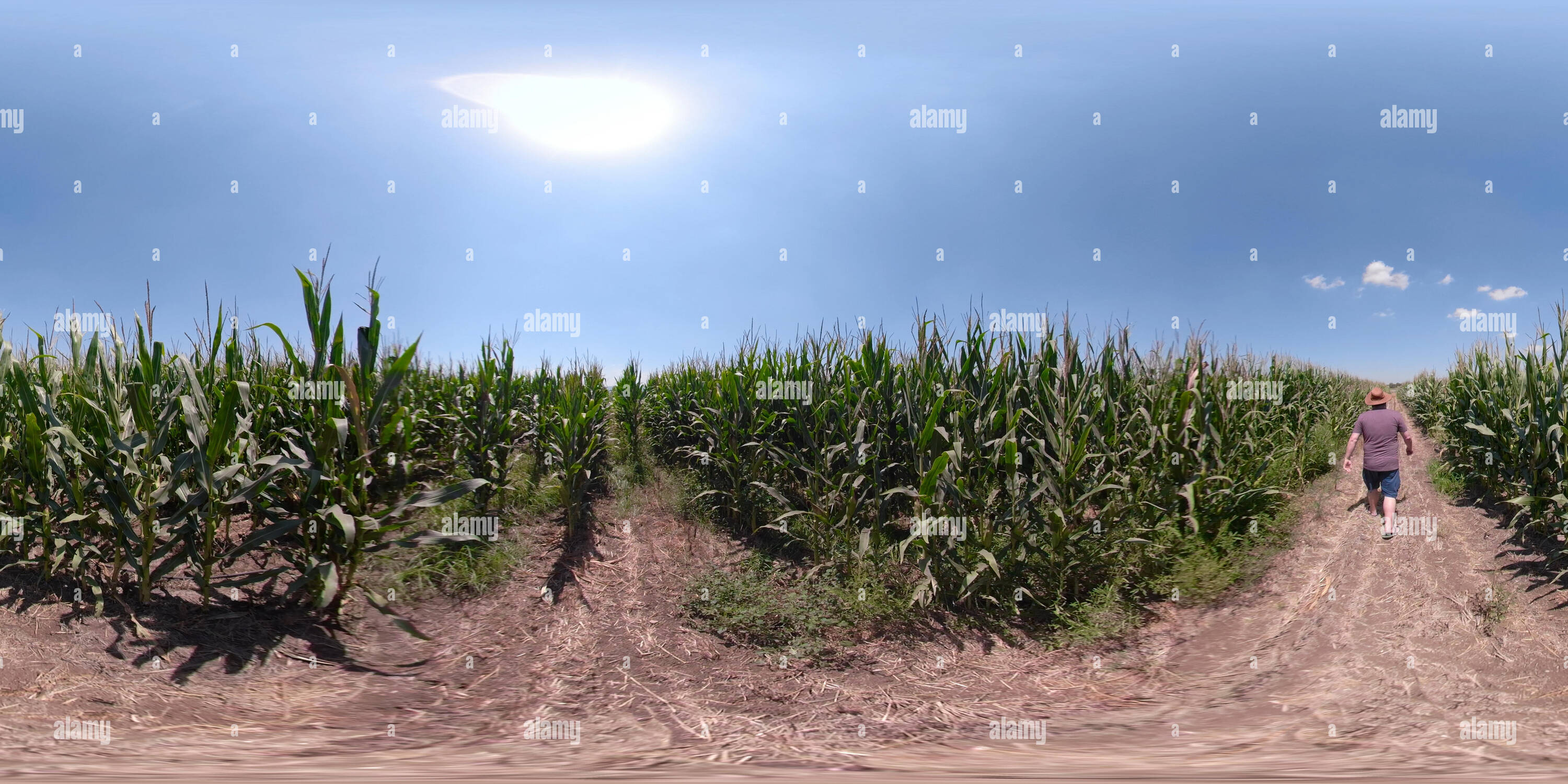 360° view of A farmer walks along rows of corn plants cornfield with ...