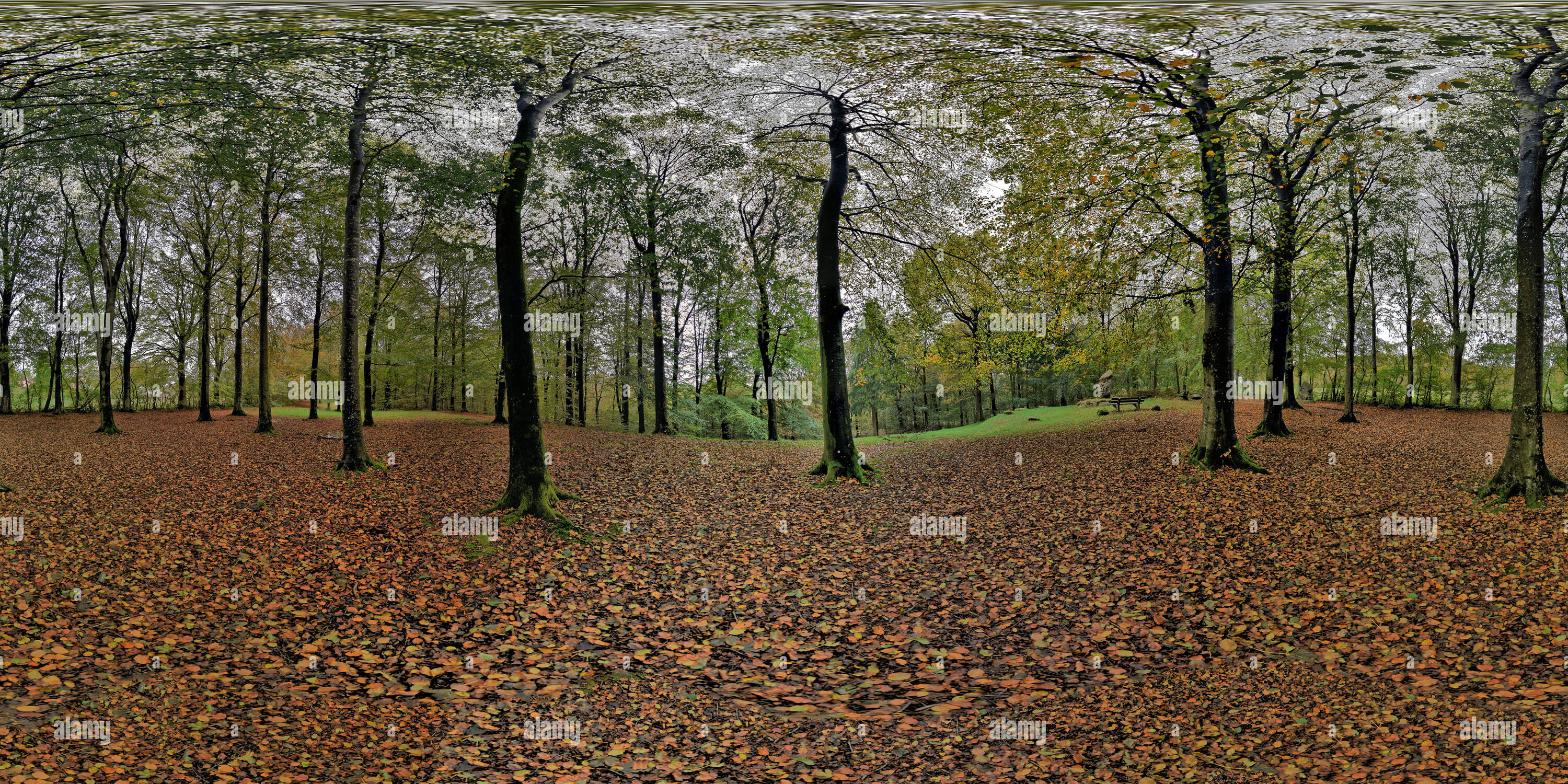 360° view of Fall in Denmark 2019 - Alamy