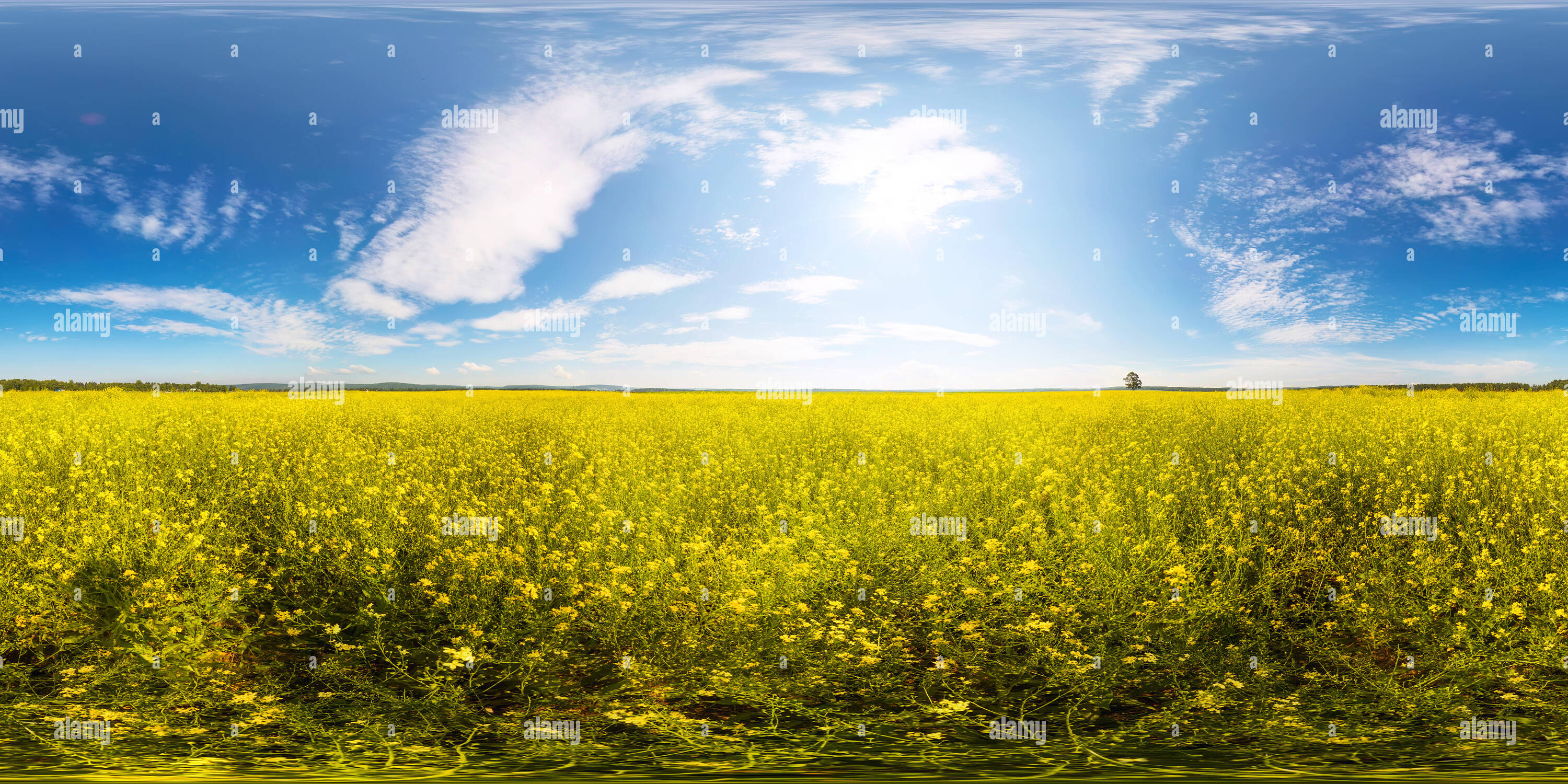 360° view of Yellow colza field and green tree in the morning in the ...