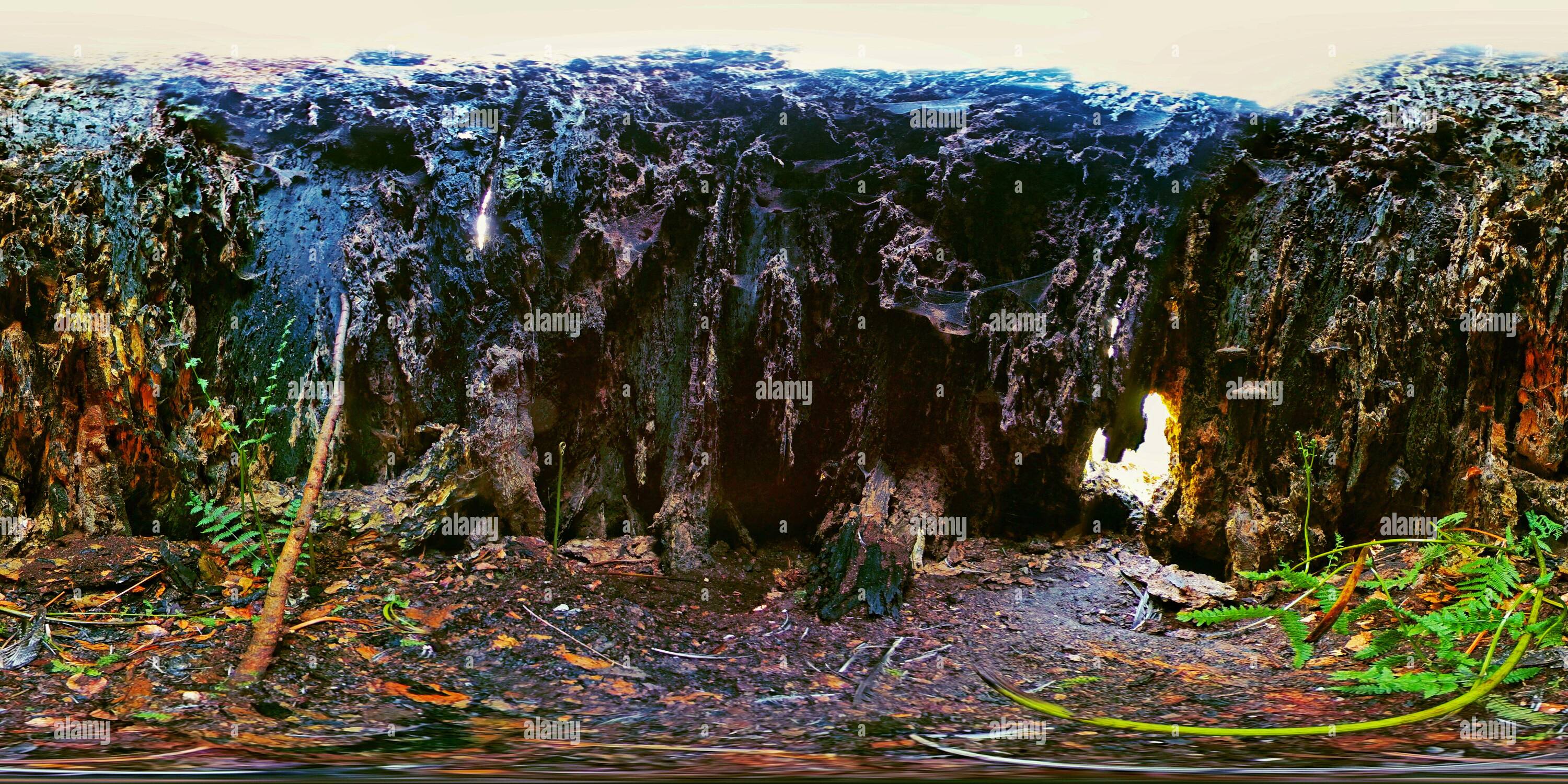 360° view of Inside a rotting tree stump in the New Forest National ...