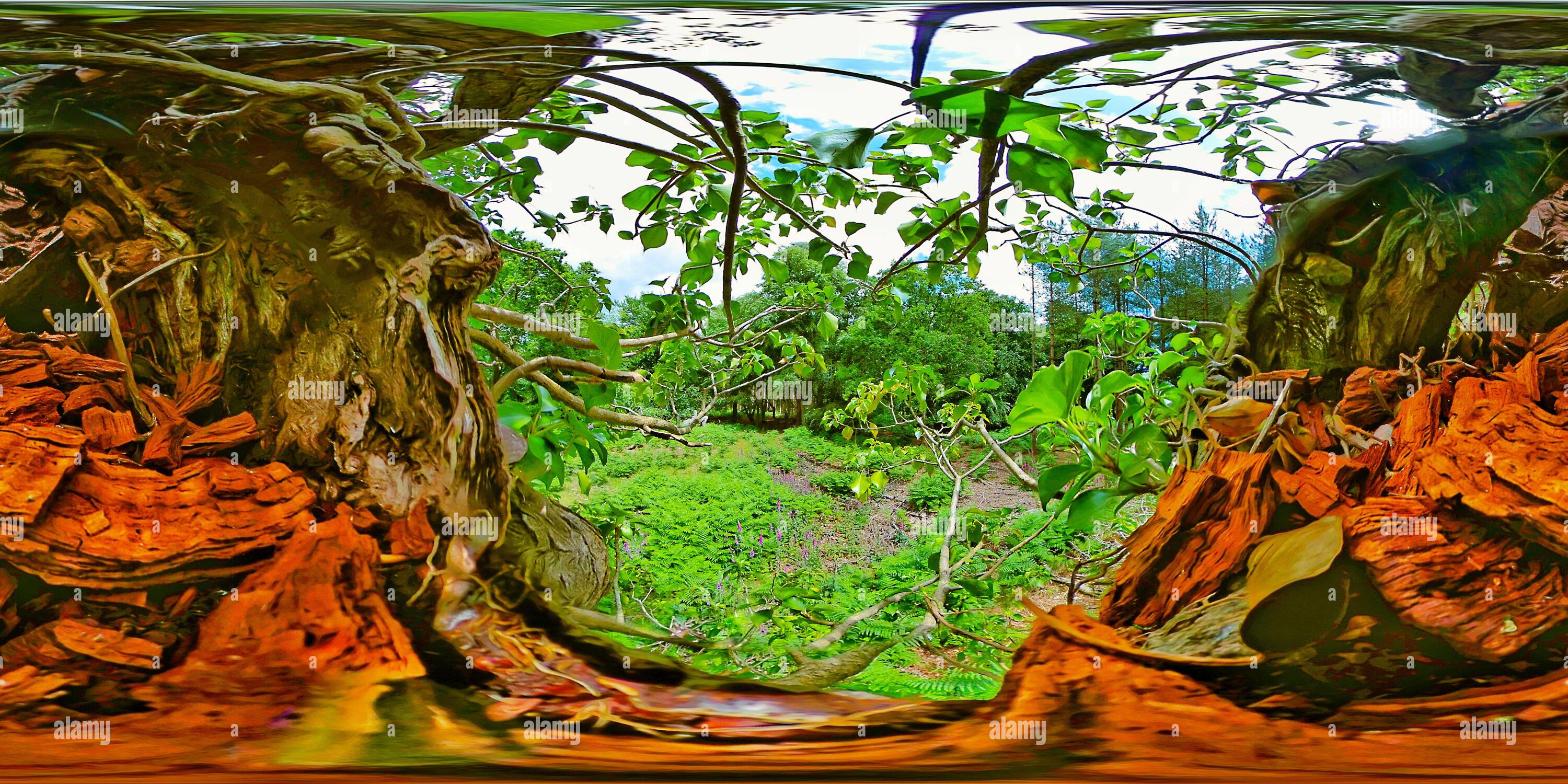 360° view of Inside the hollow of a tree in the New Forest National ...