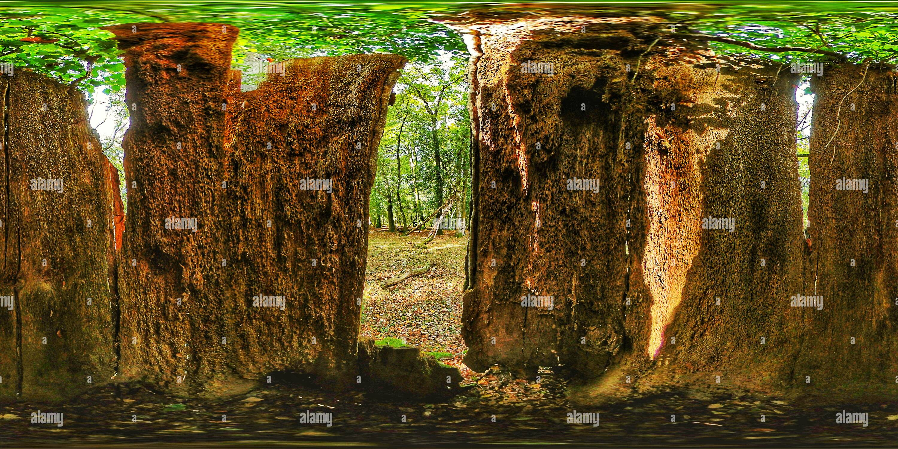 360° view of Inside the hollow of a tree trunk in the New Forest ...