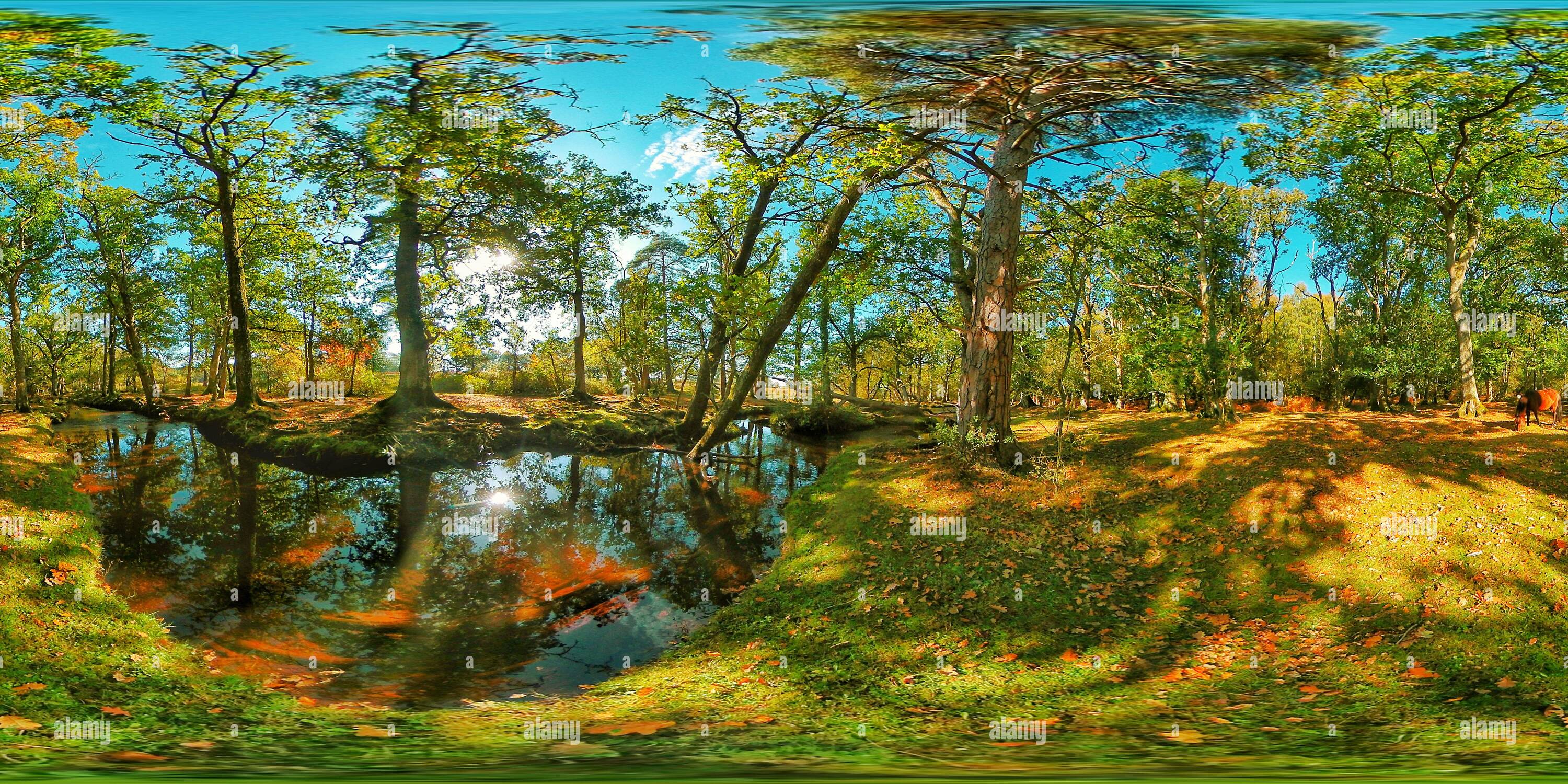 360° view of New forest stream in (360VR - Alamy
