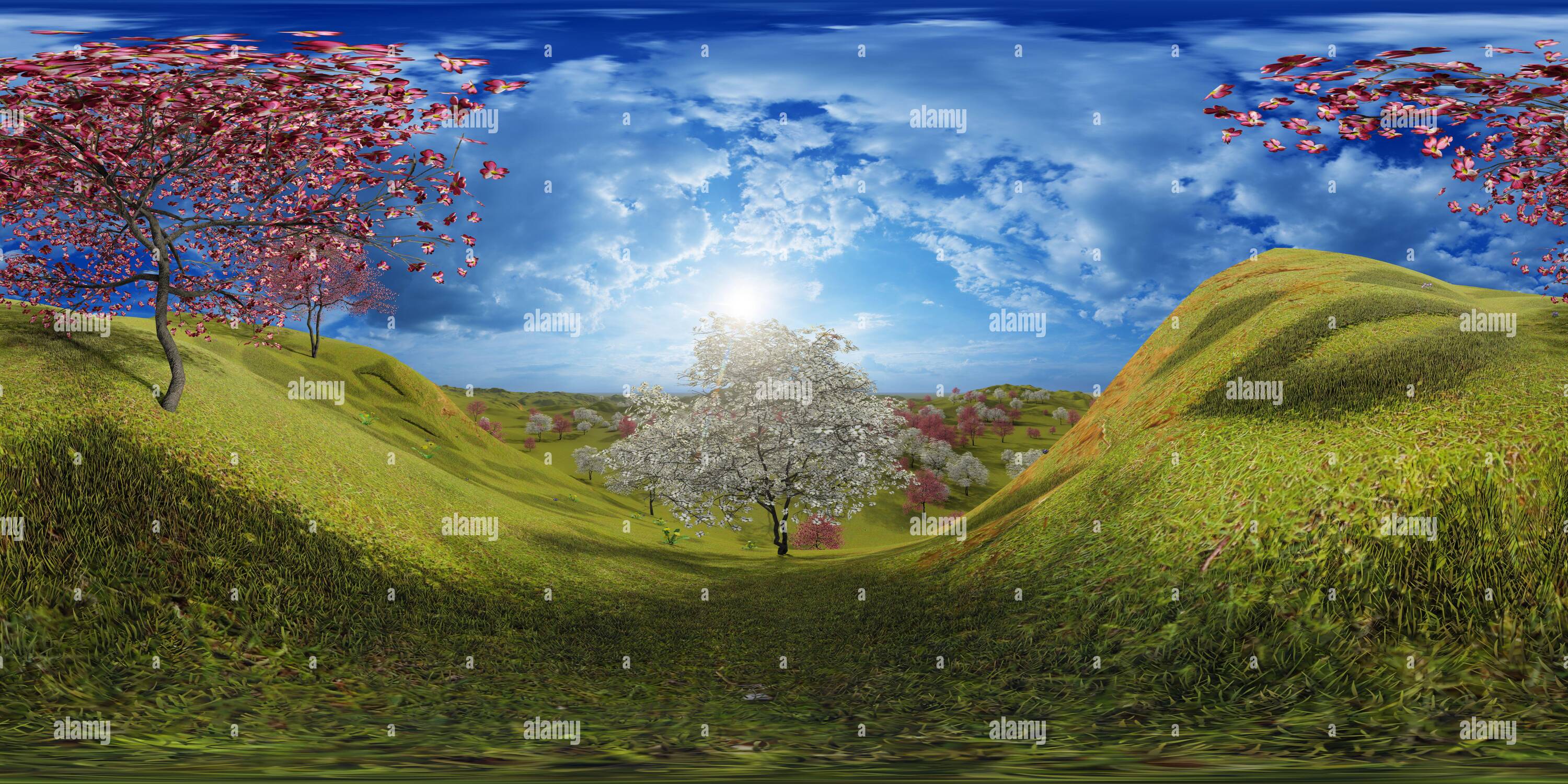 360° view of Flowering dogwood trees in orchard in spring time in 360 ...