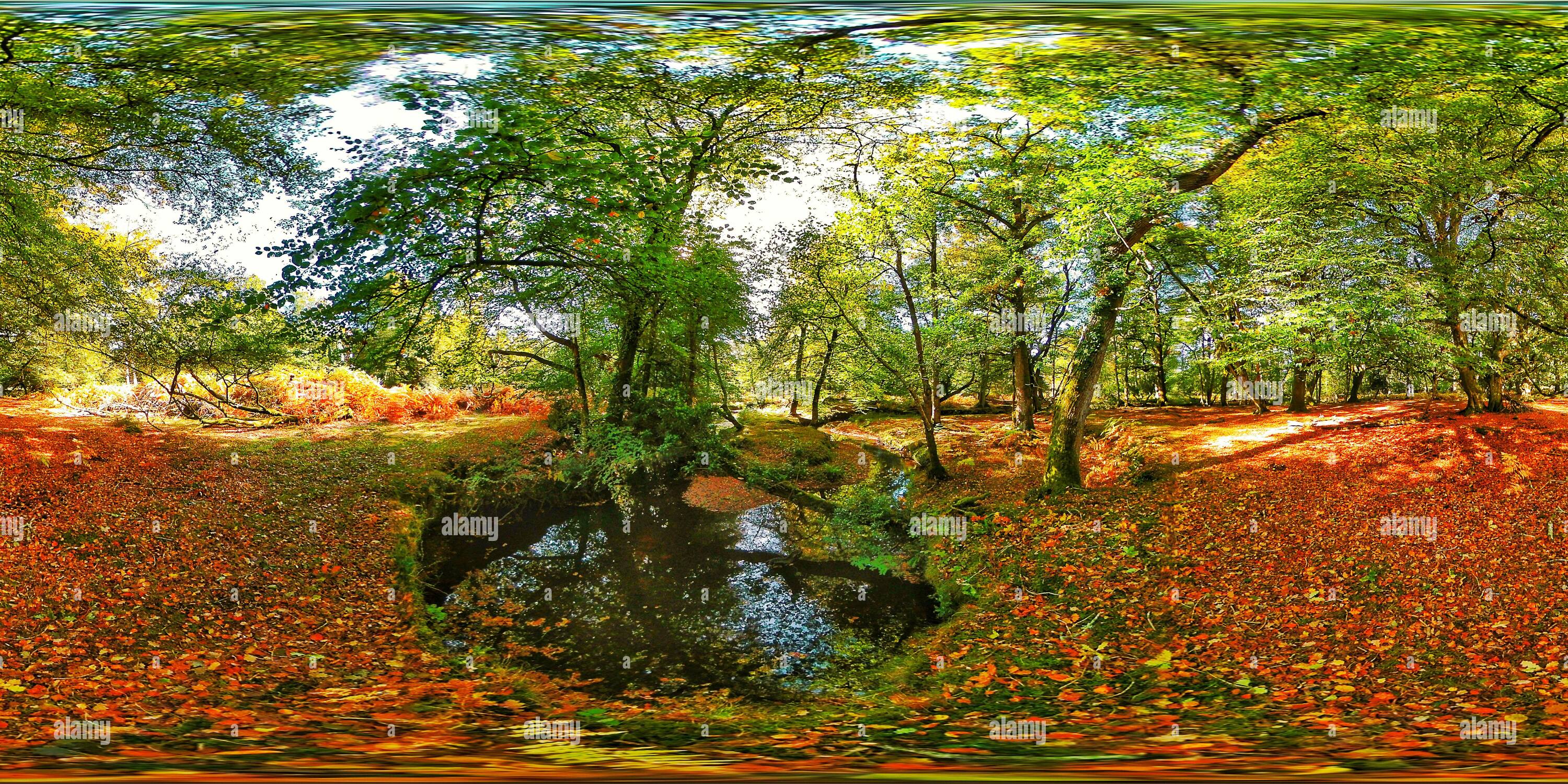 Brook new forest uk winter hi-res stock photography and images - Alamy