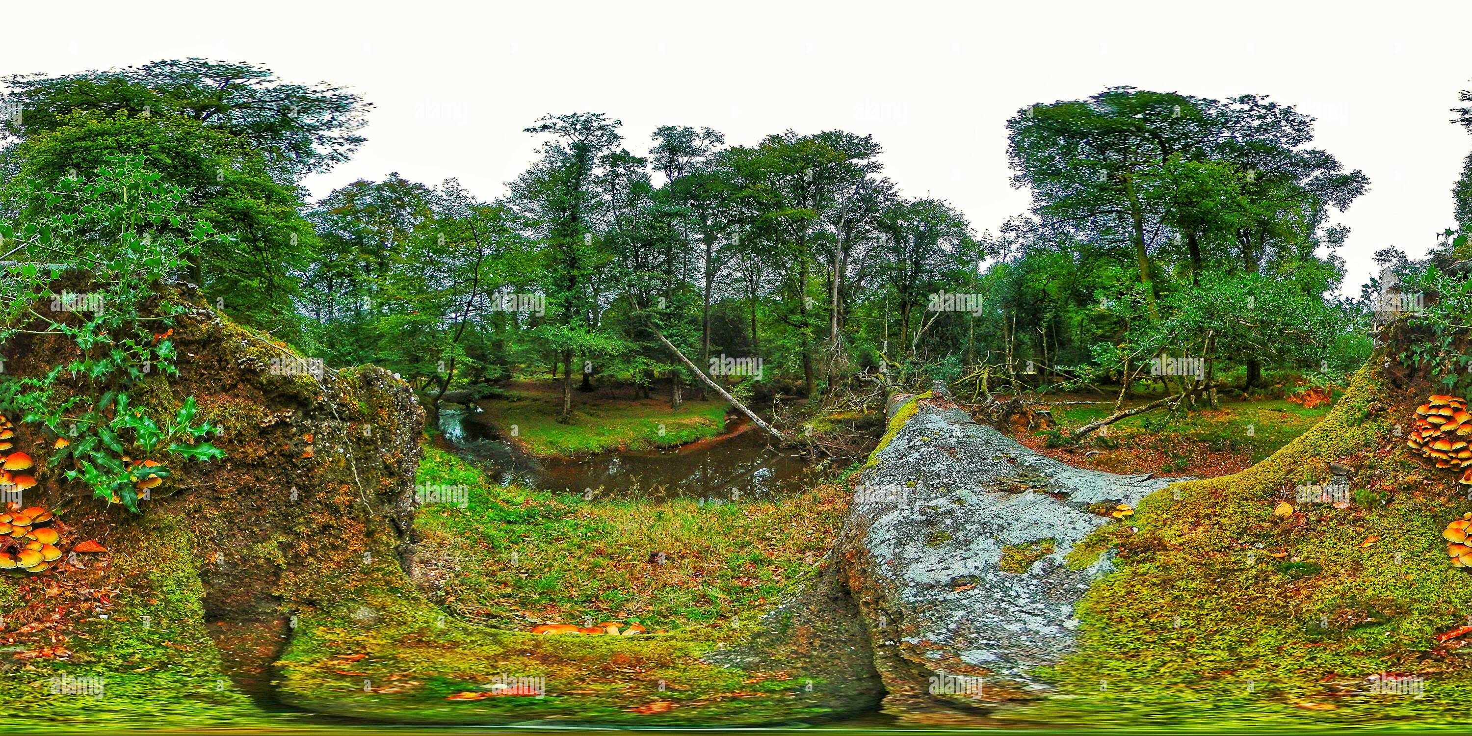 360° view of New Forest stream and mushrooms (360VR - Alamy