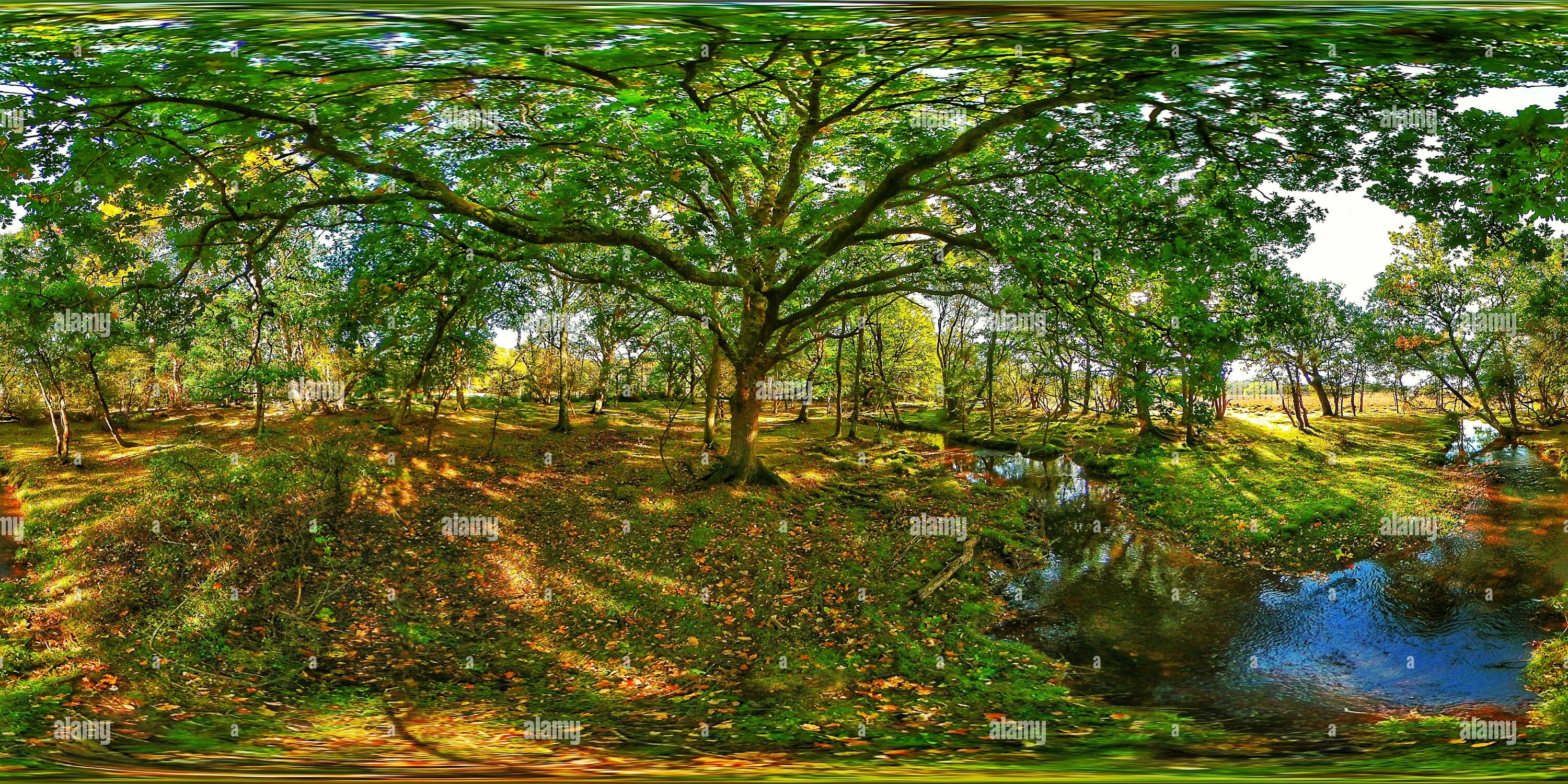 360° view of Stream edge of a forest (360VR - Alamy