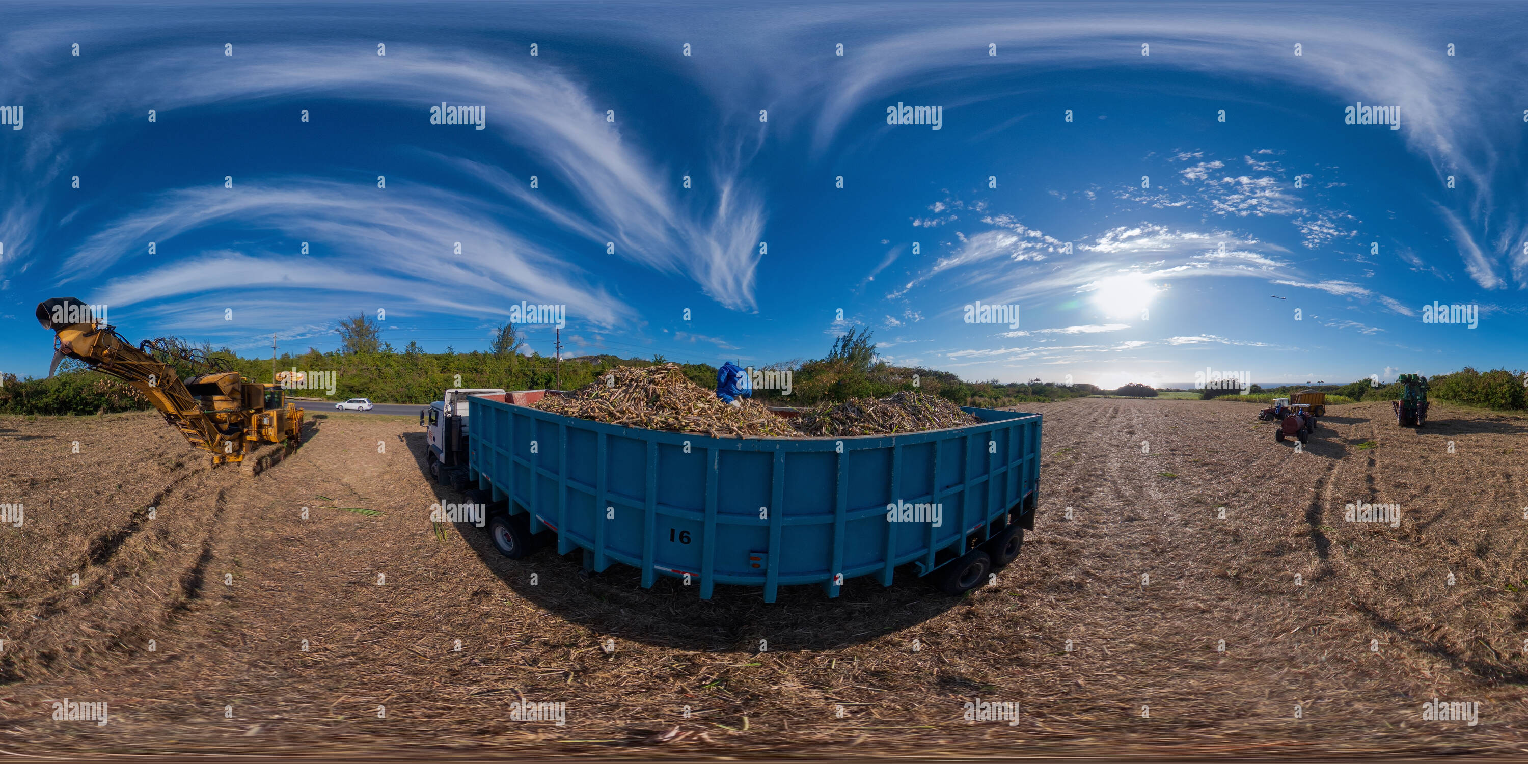 360° view of Cane harvest - loading trailer - Alamy