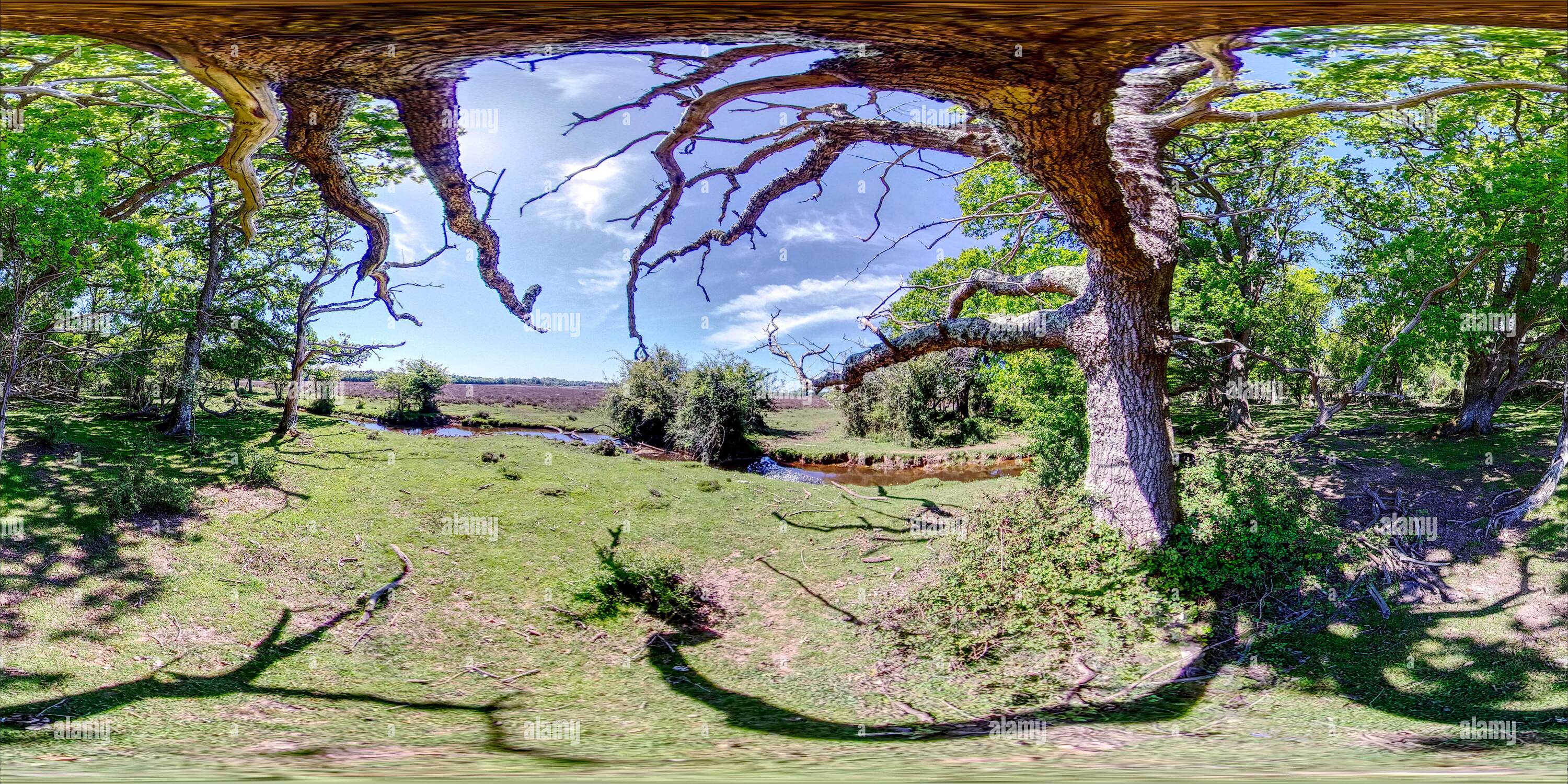 360° view of Dead tree next to stream (360VR - Alamy