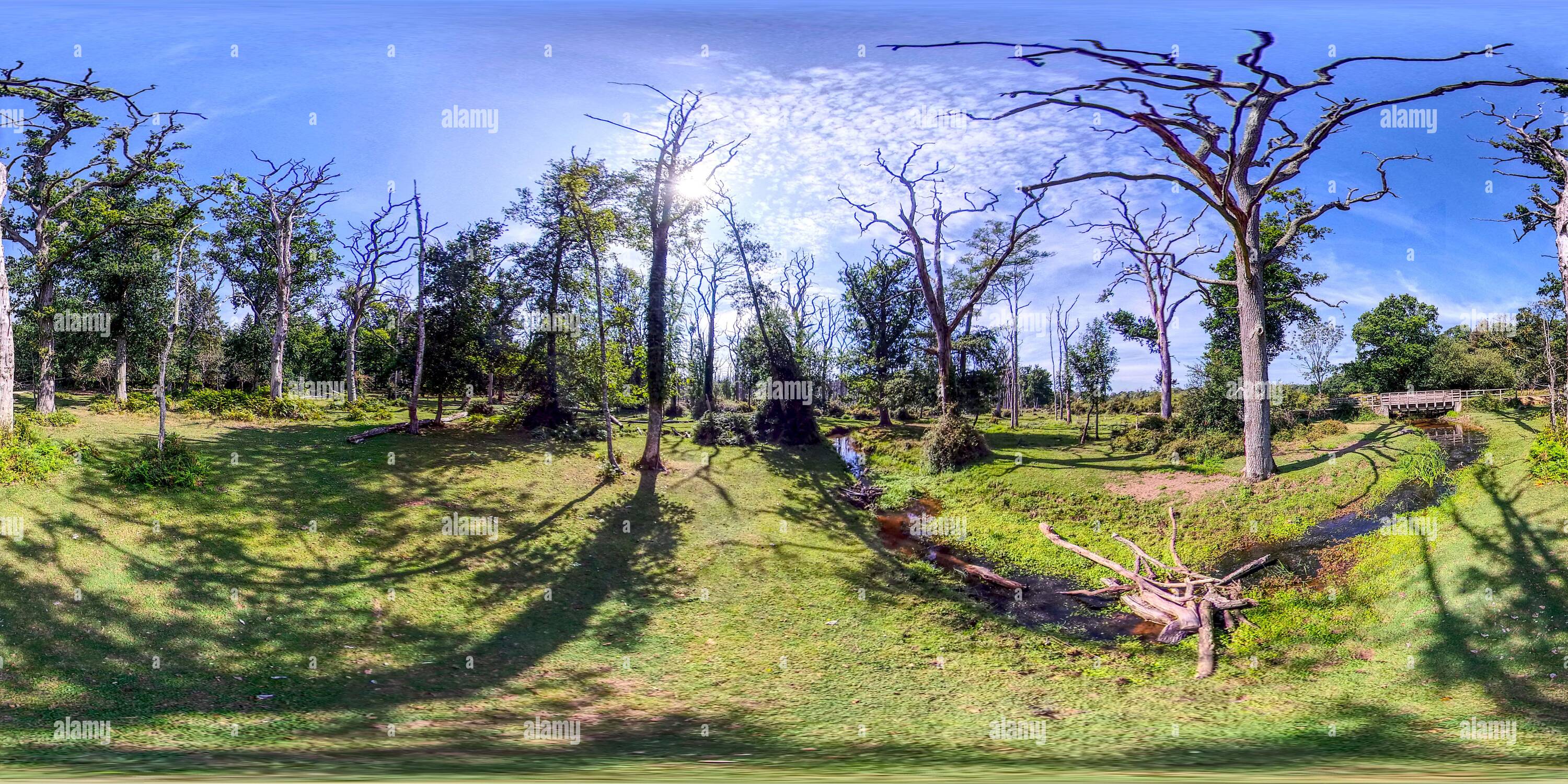 360° view of Dead Oak Forest in Hampshire (360VR - Alamy