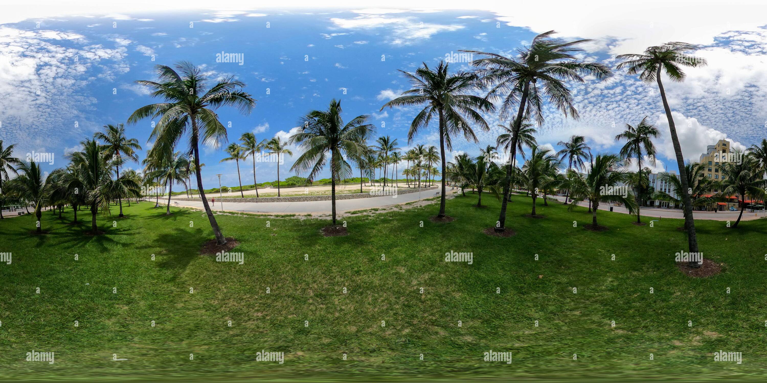 360° view of 360 vr Miami Beach Lummus Park palm trees equirectangular ...