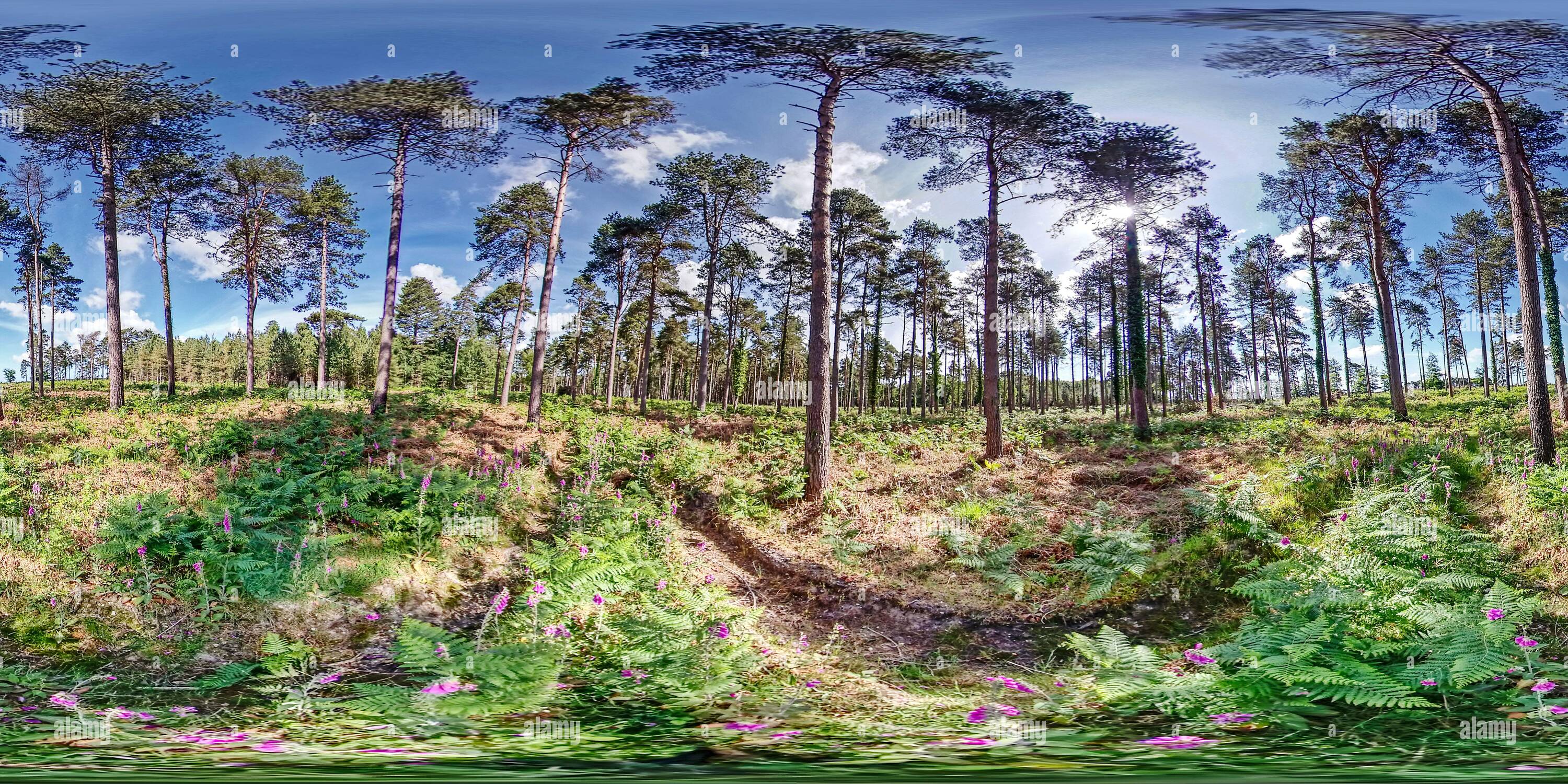 360° view of Foxgloves under pine trees (360-VR - Alamy