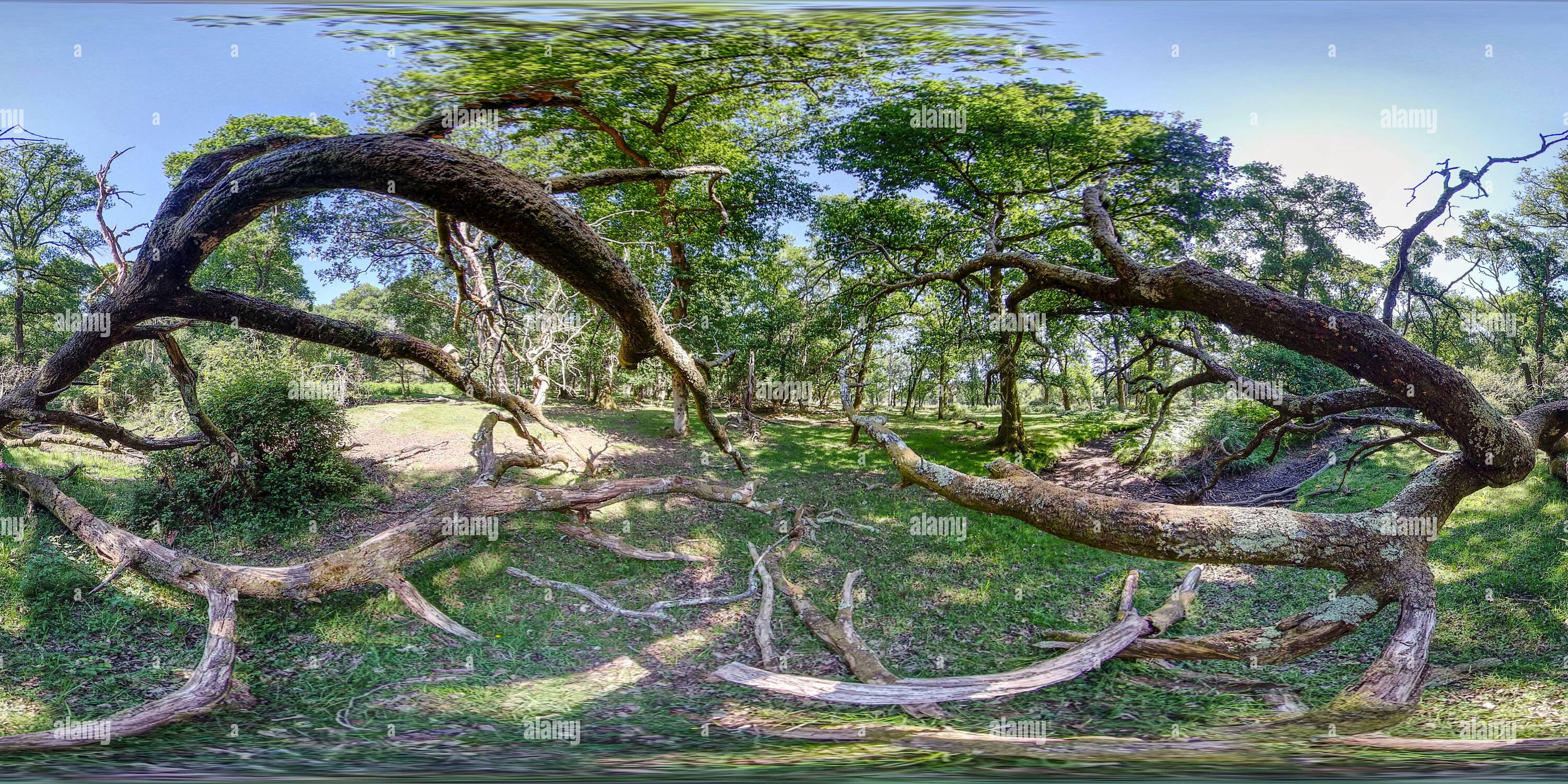 360° view of Inside the branches of a fallen tree (360-VR - Alamy