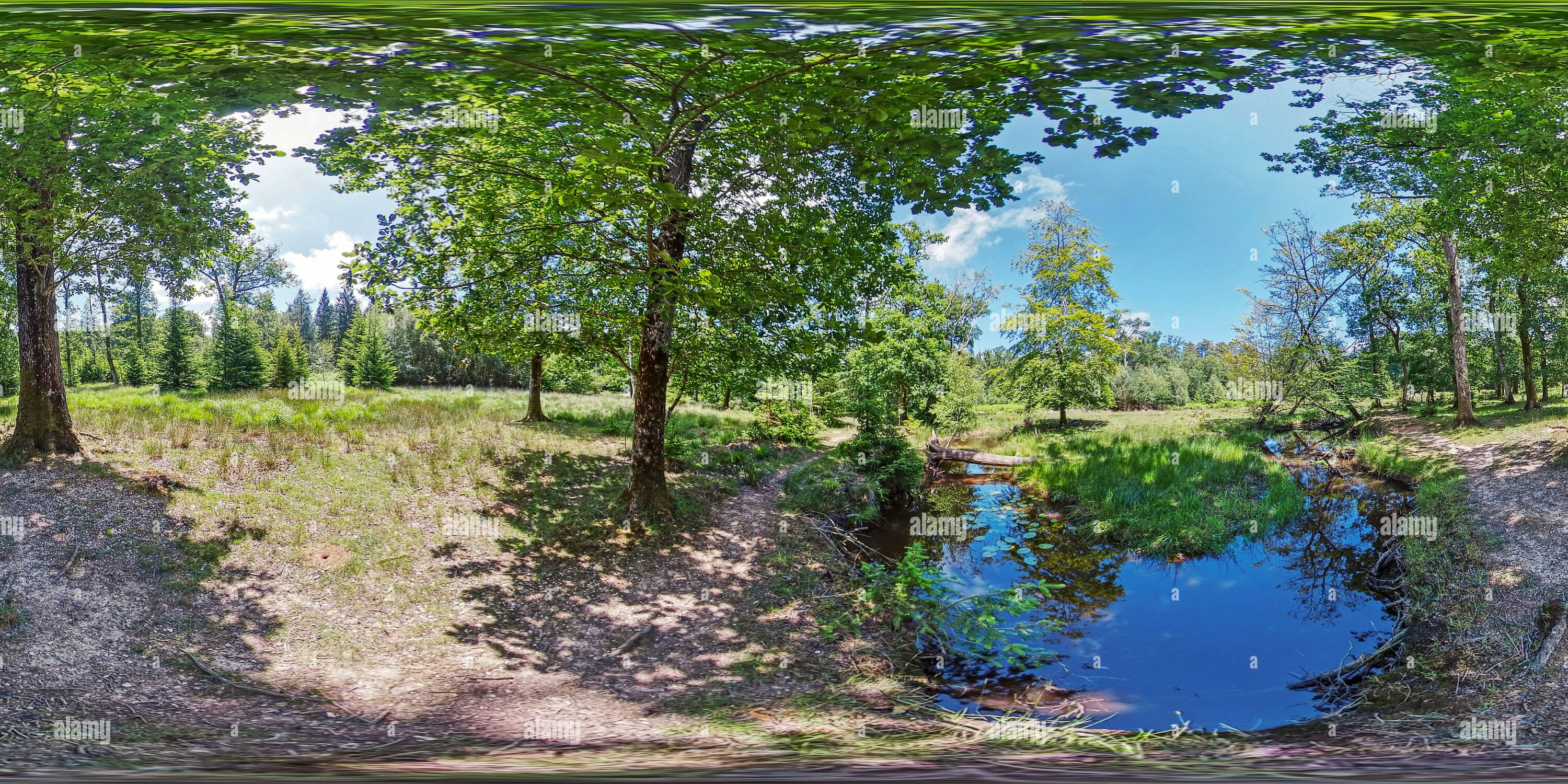 360° view of Blackwater stream in the New Forest (360VR - Alamy