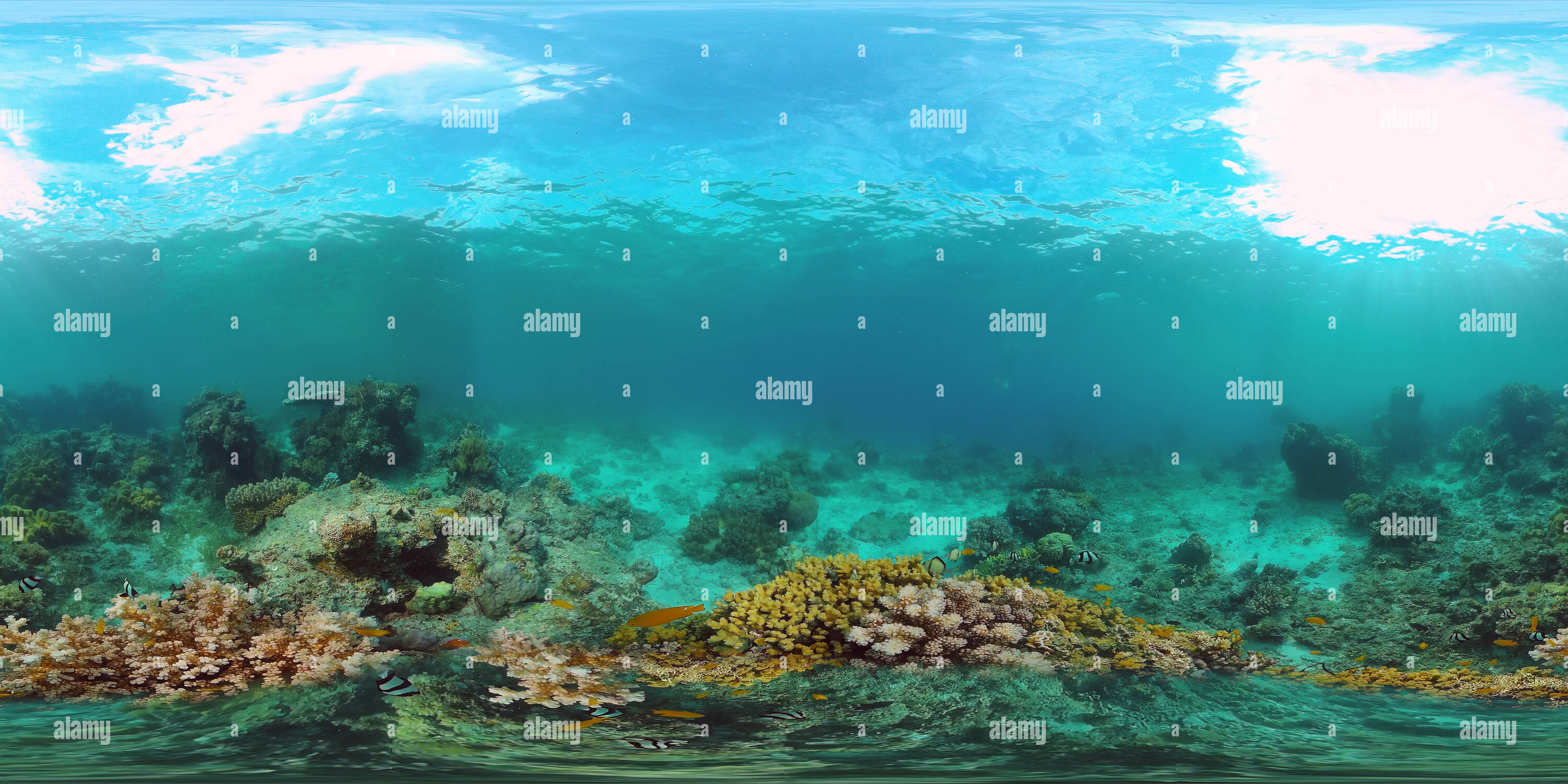 Underwater panoramic scene coral reef hi-res stock photography and ...