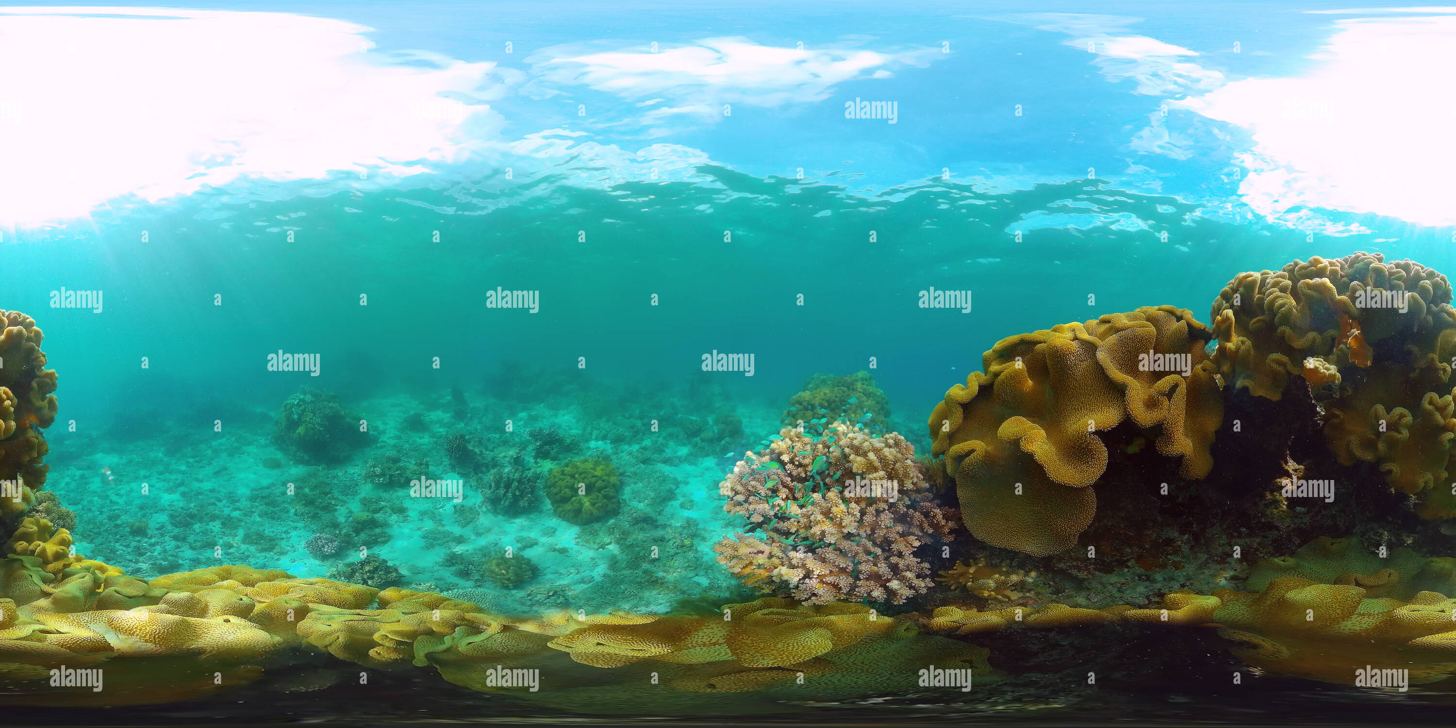 Monoscopic hi-res stock photography and images - Alamy