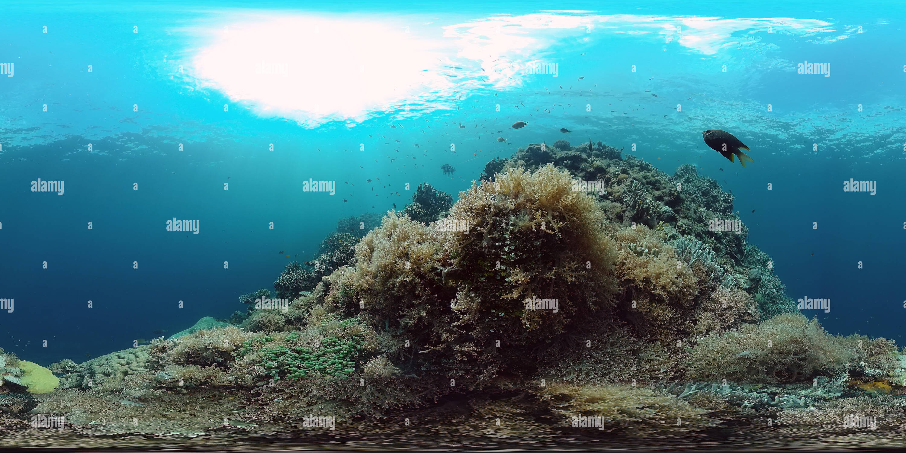 360° view of Coral reef and tropical fish 5 - Alamy