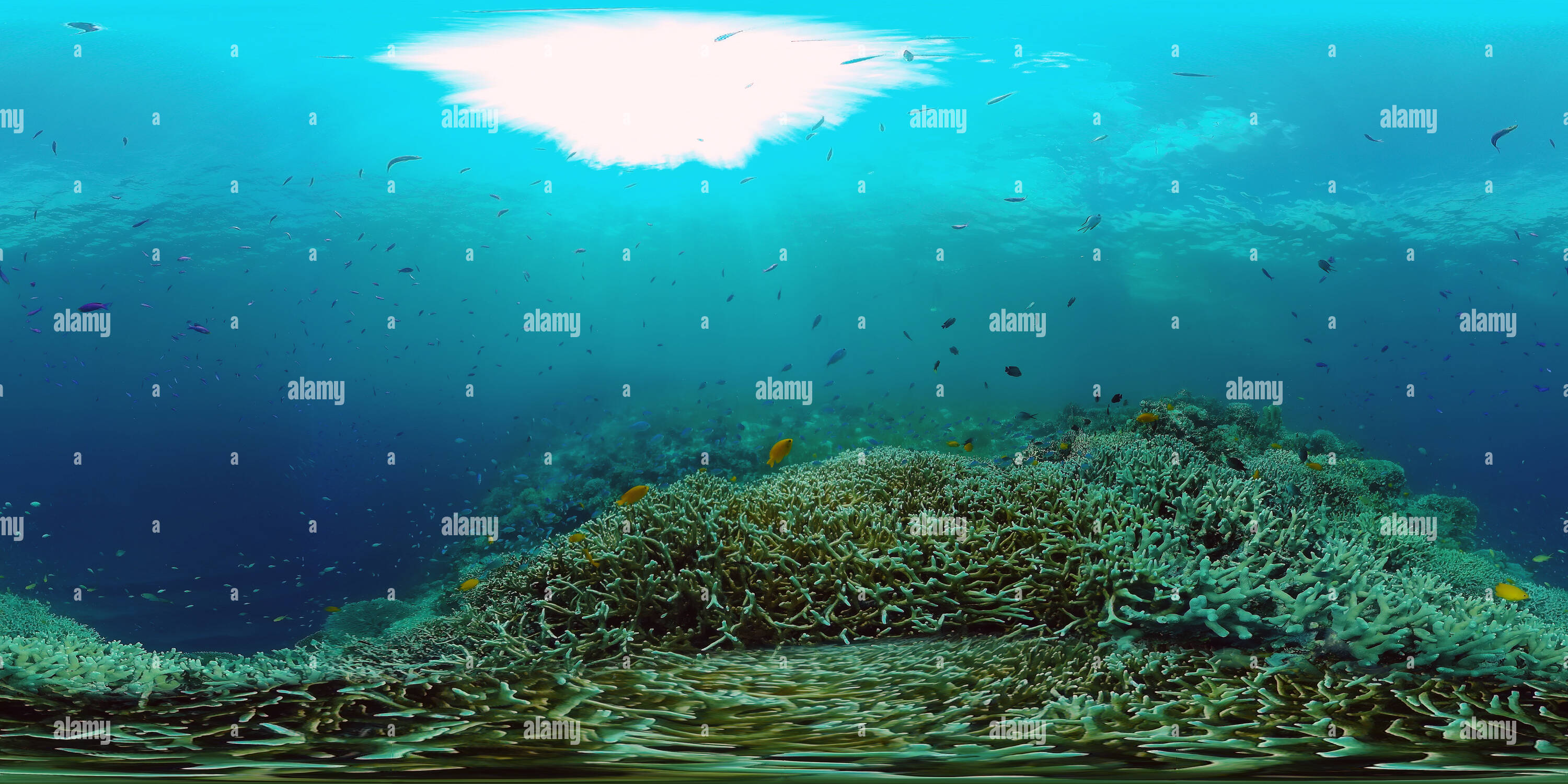 360° view of Coral reef and tropical fish 9 - Alamy