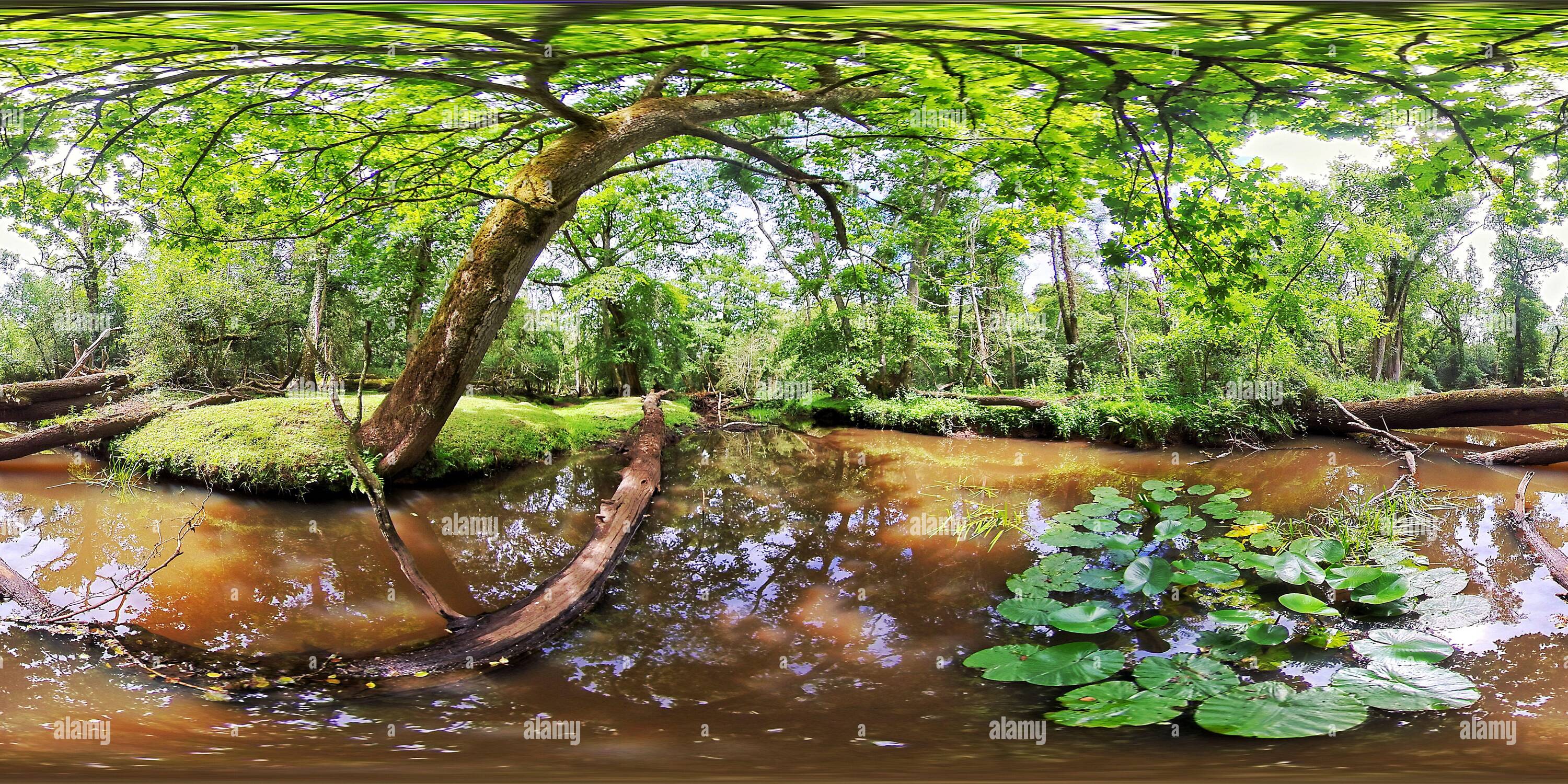 360° view of Beaulieu river in the New Forest (360V - Alamy
