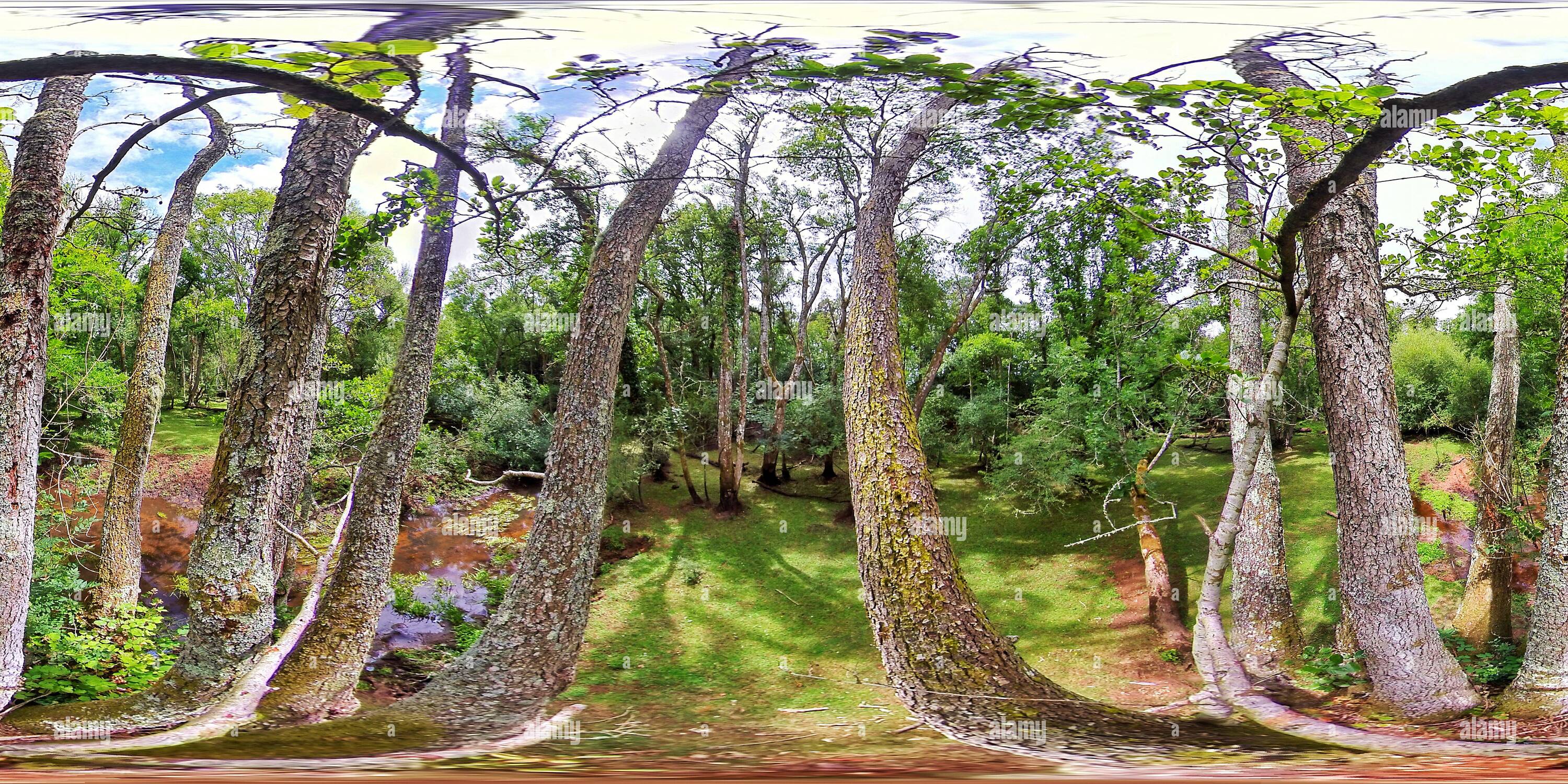360° view of Inside the trunks of a old Birch tree next to Beaulieu ...