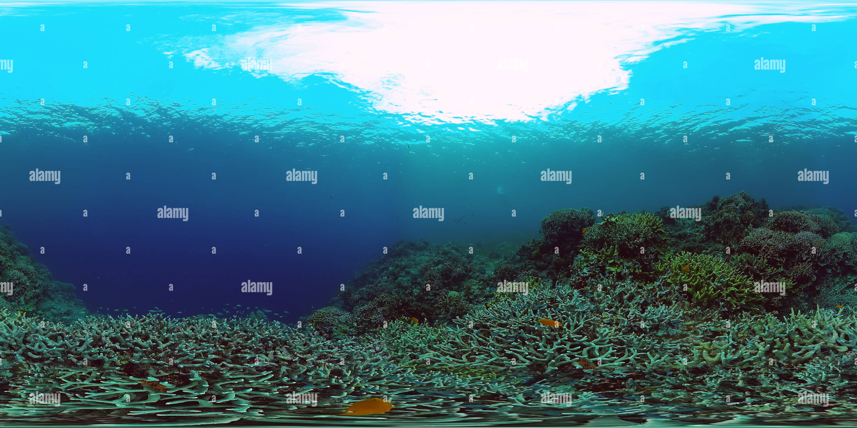 360° view of Underwater world of a coral reef 11 - Alamy