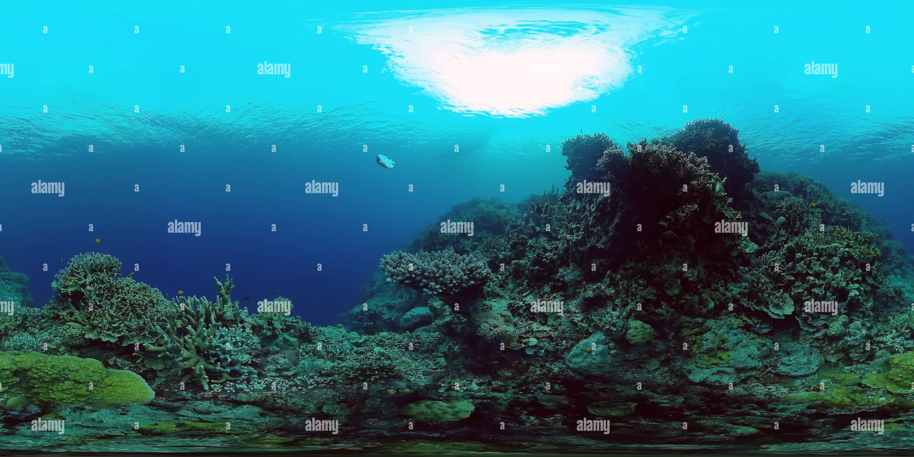 360° view of Underwater world of a coral reef 10 - Alamy