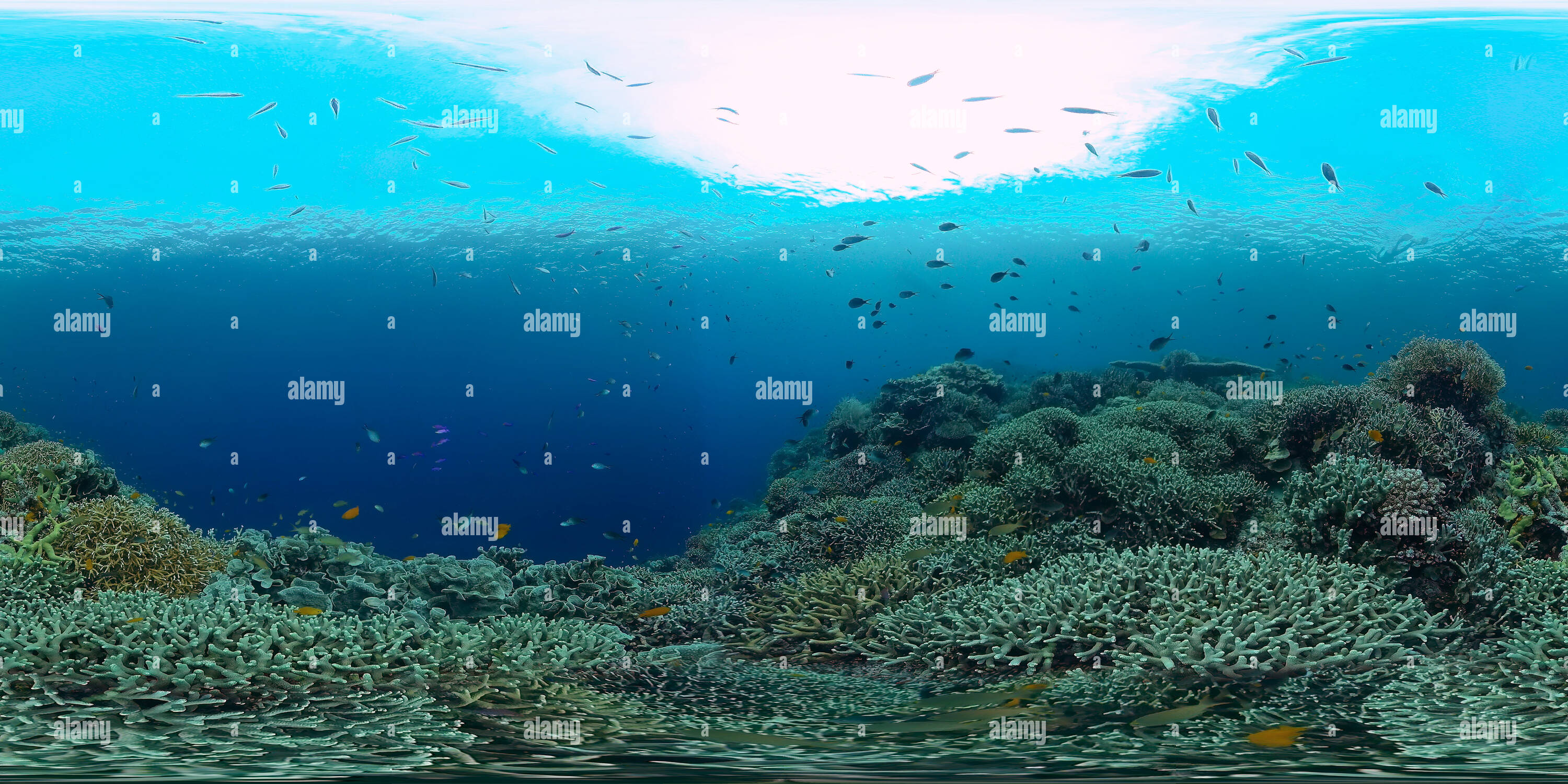 360° view of Underwater world of a coral reef 8 - Alamy