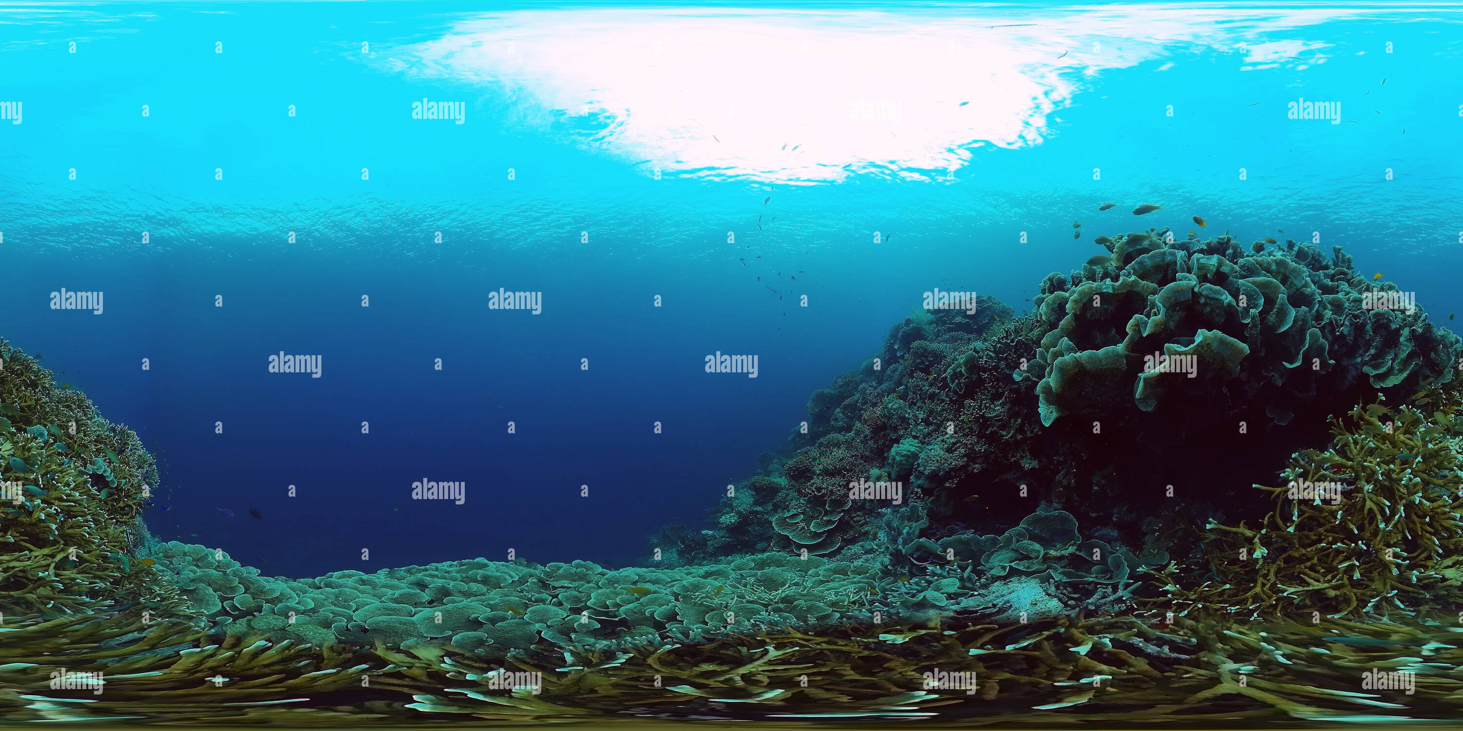 360° view of Underwater world of a coral reef 7 - Alamy
