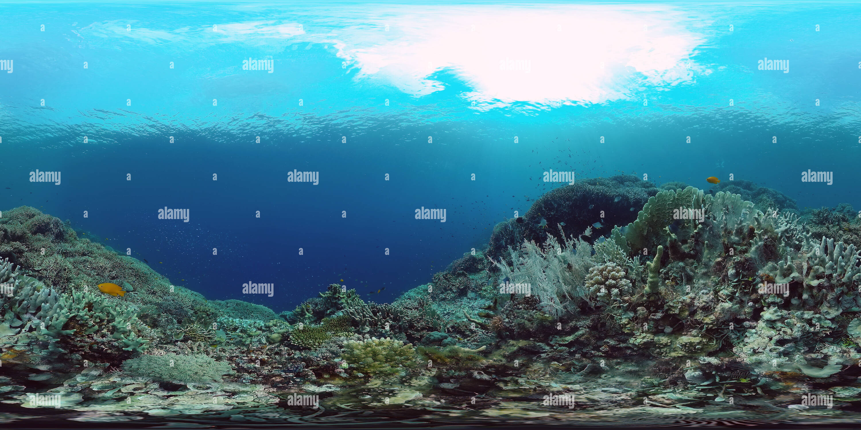 360° view of Underwater world of a coral reef 6 - Alamy