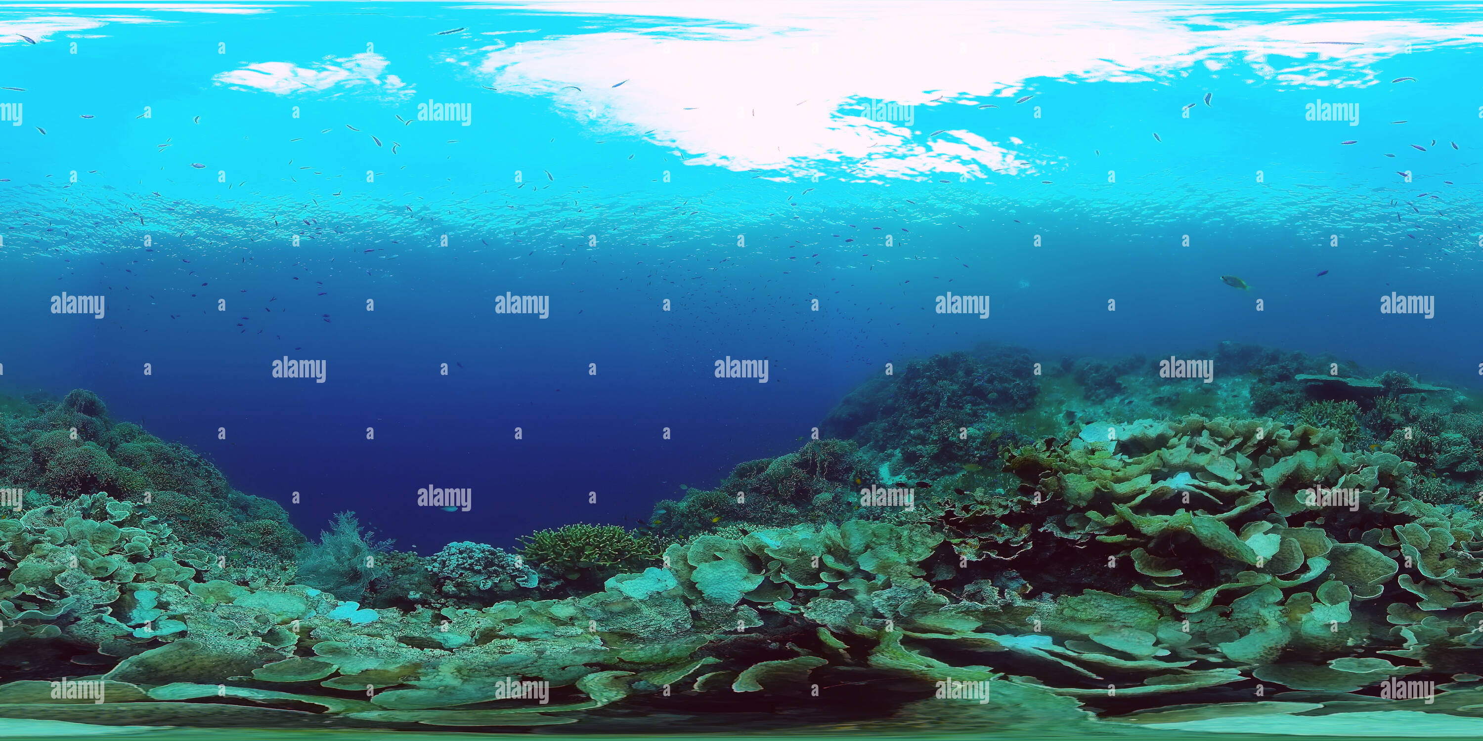 360° view of Underwater world of a coral reef 5 - Alamy