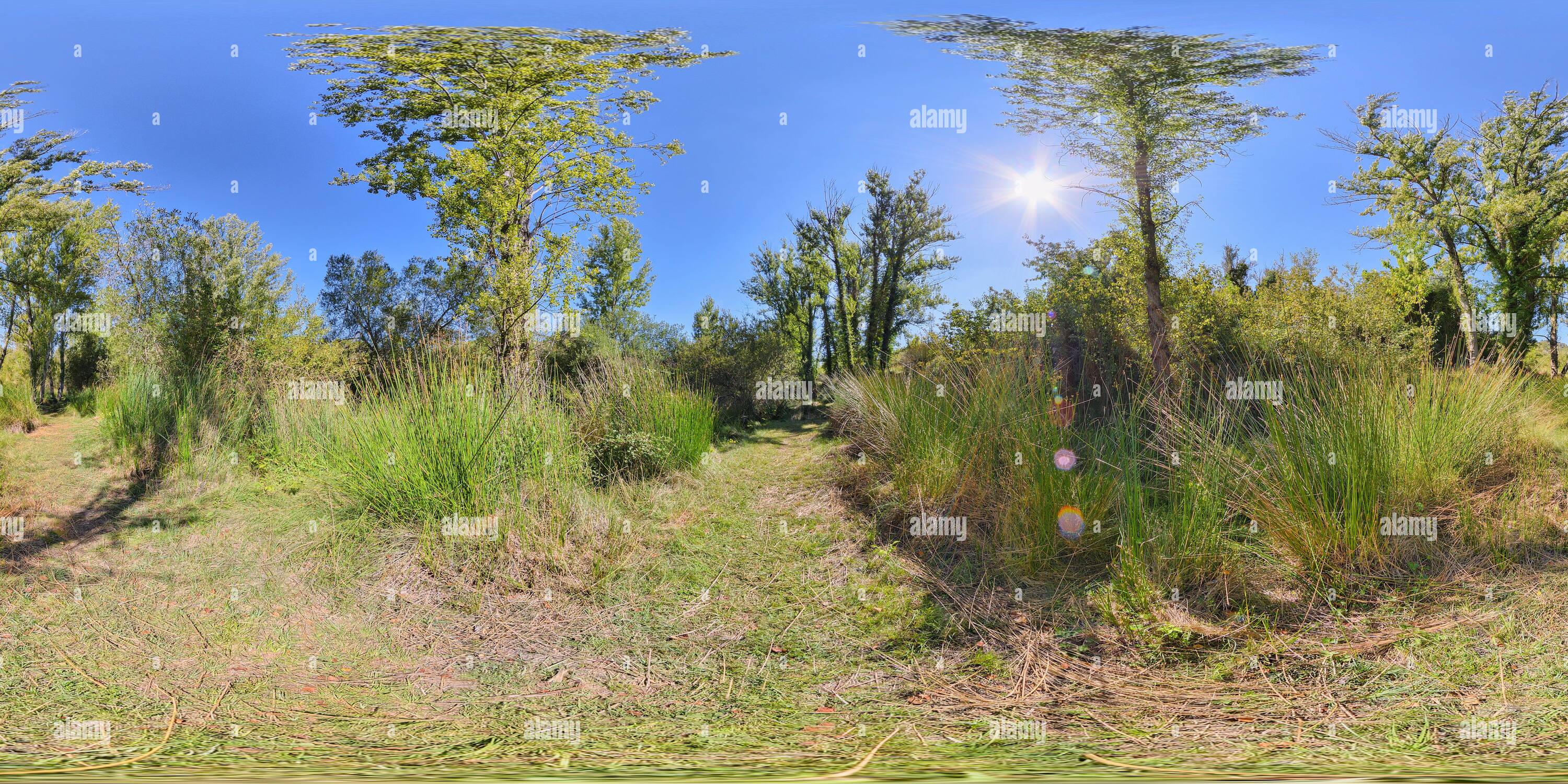 360° view of 360 panorama of path in nature between bushes and trees on ...