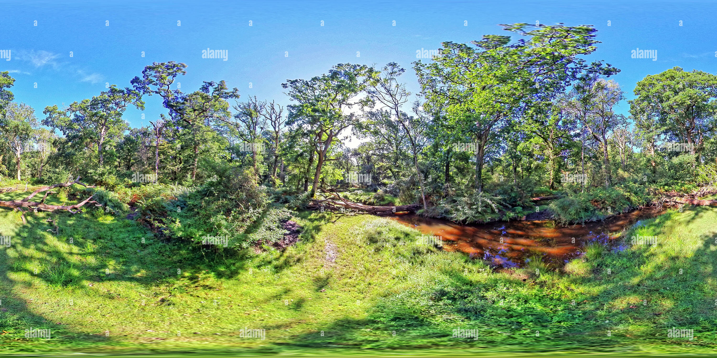 360° view of New Forest Stream in Hampshire UK - Alamy