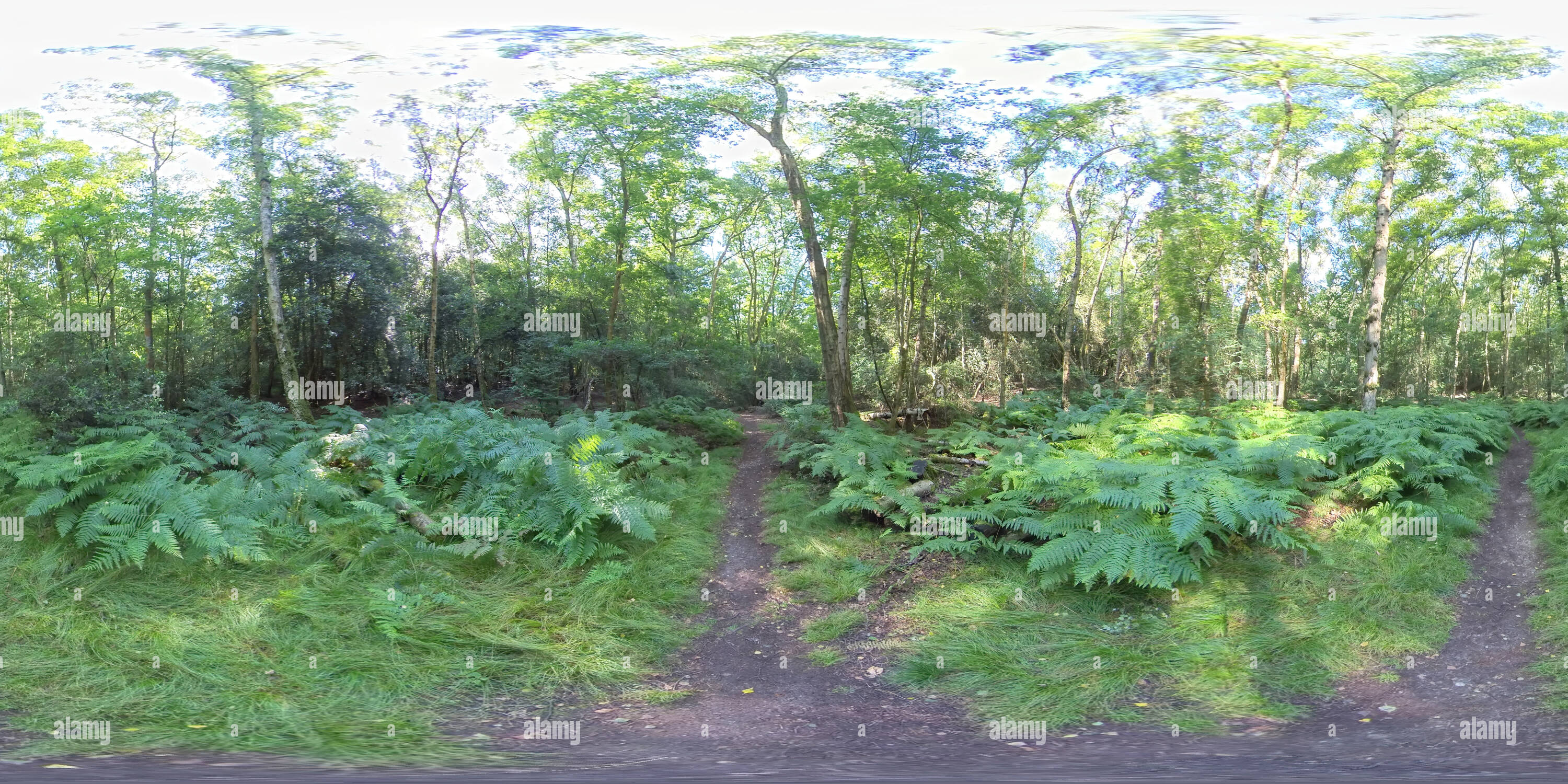 360° view of Woodland path passes through fern glade - Alamy