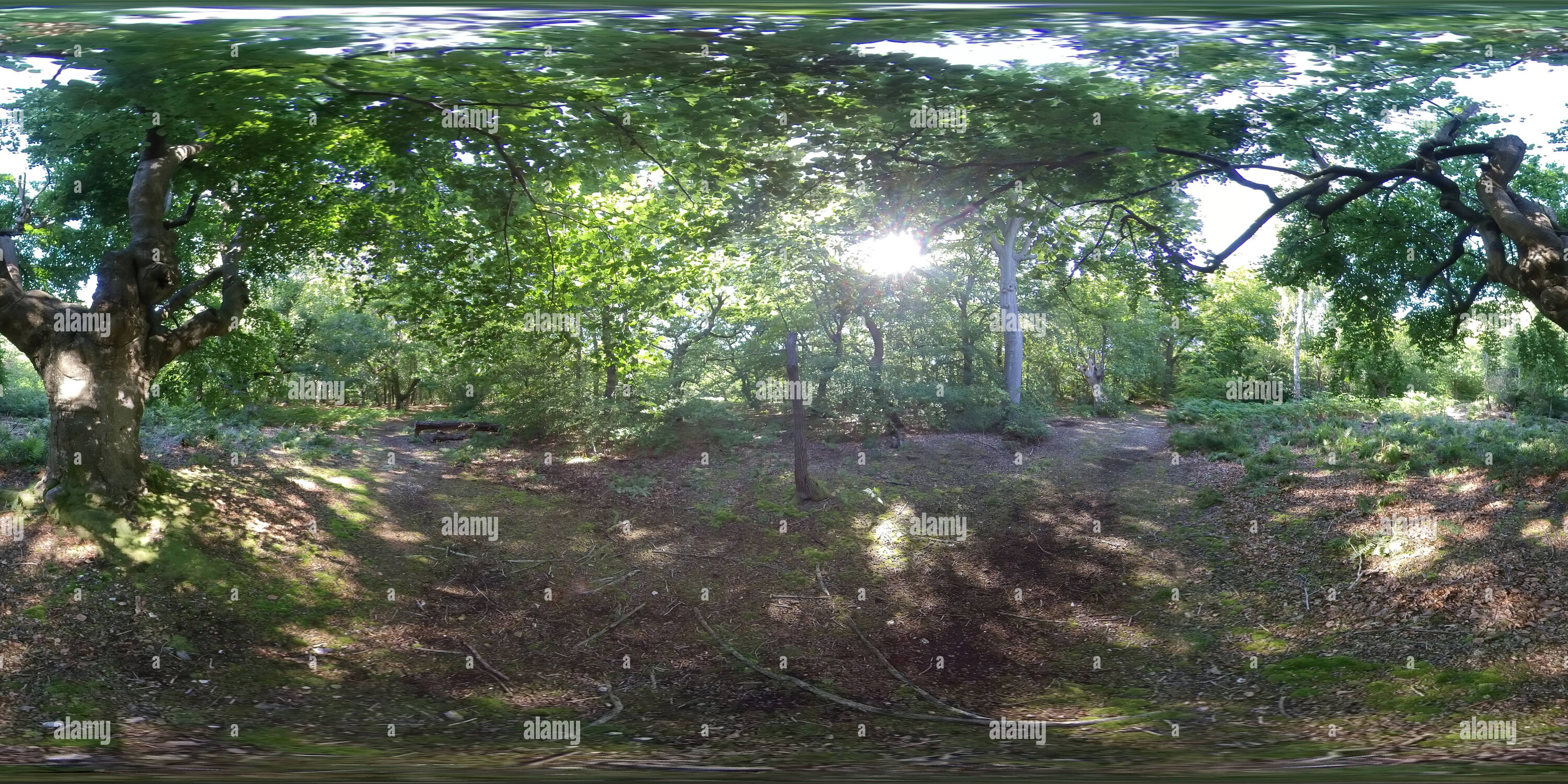 360° view of Beneath ancient tree in Burnham Beeches - Alamy