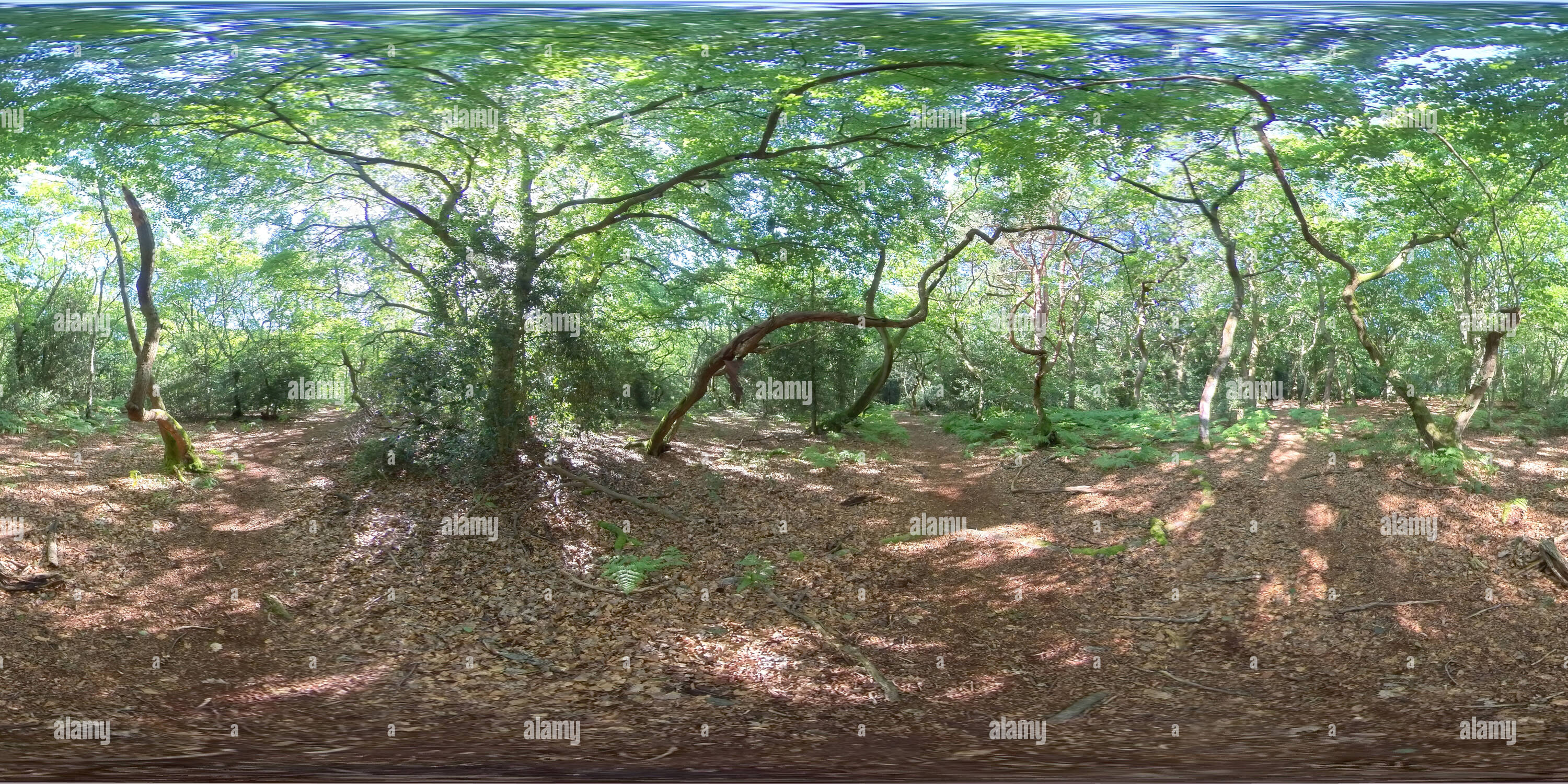 360° view of Twisted Oak Trees - Alamy