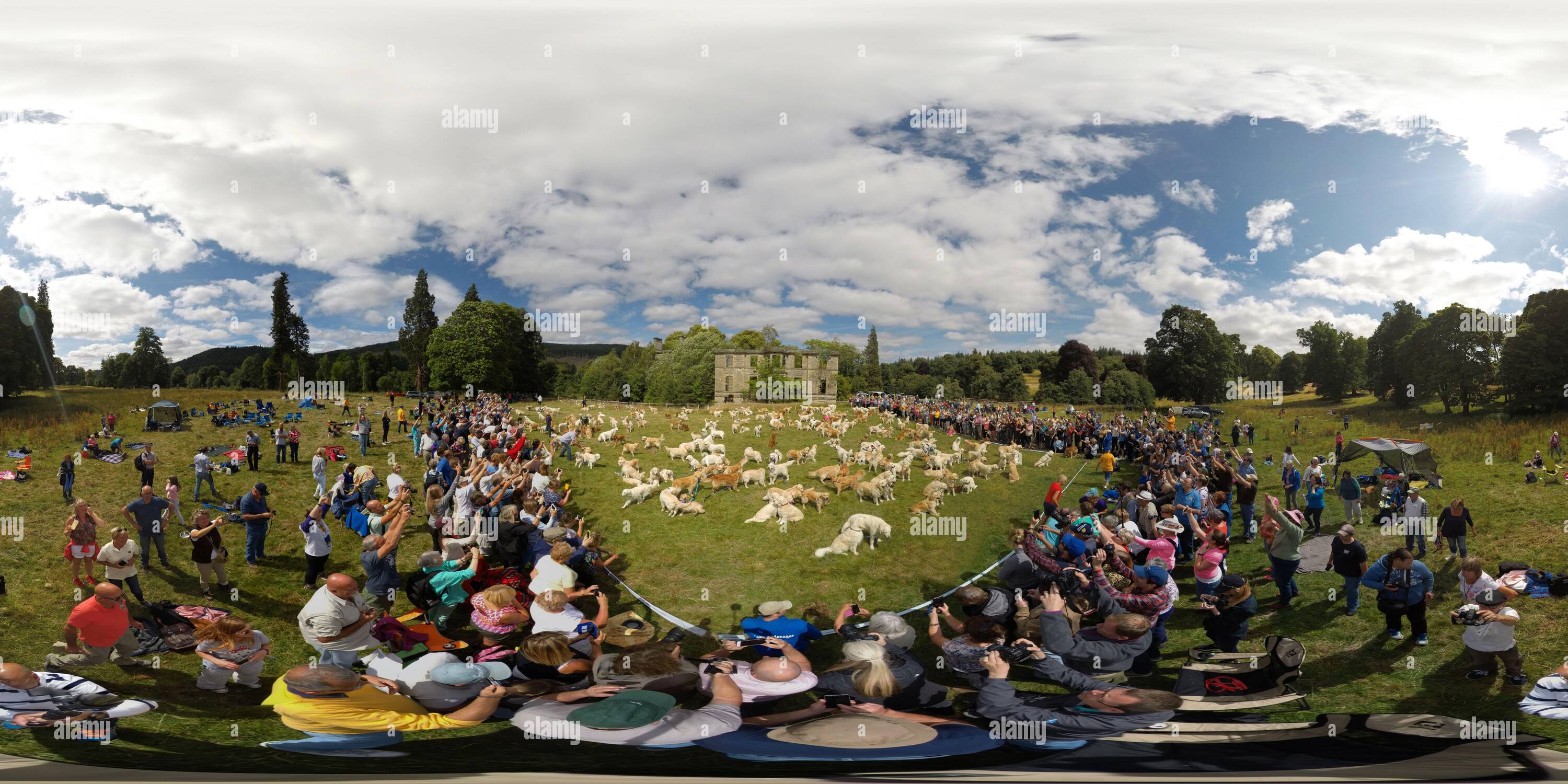 360° view of A world record of 361 Golden Retrievers gather for the ...