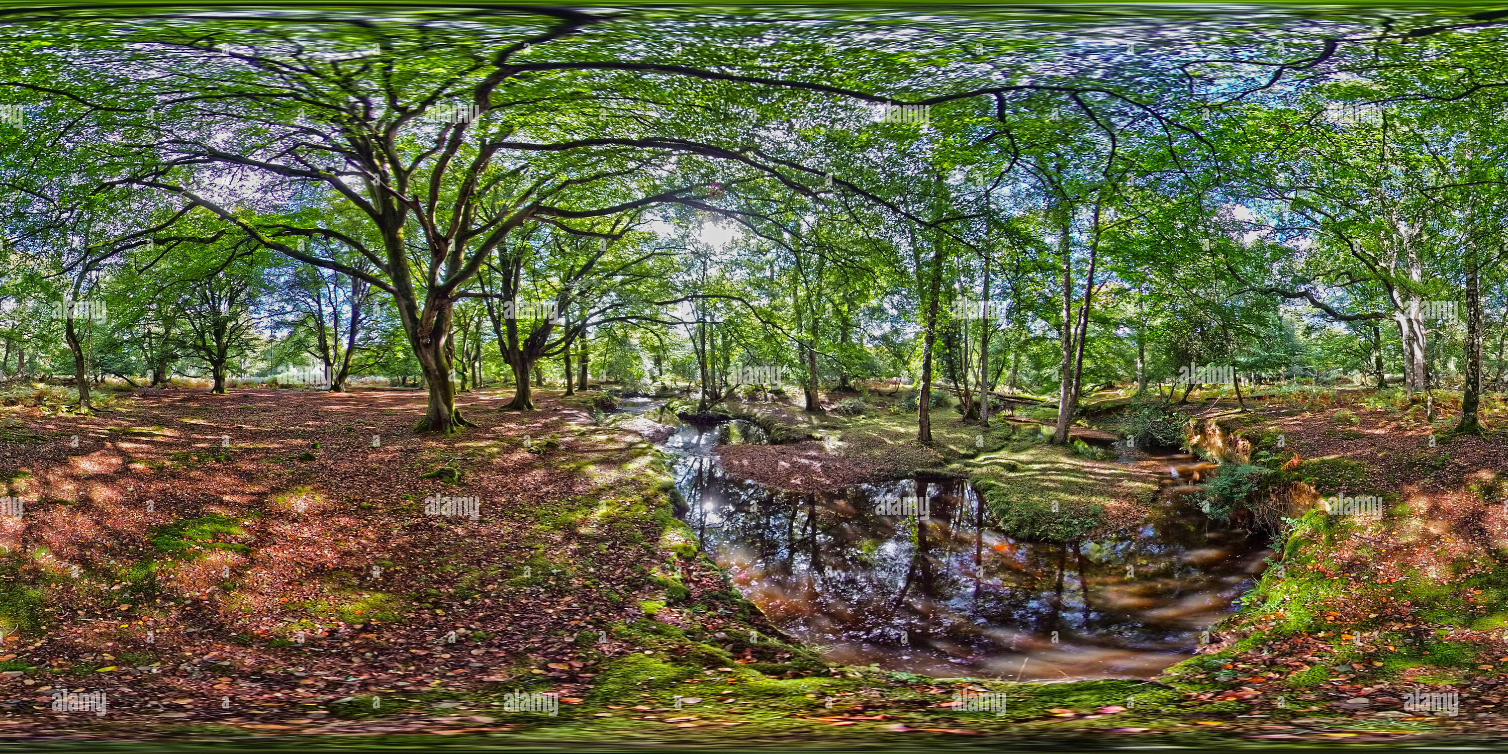 360° view of New Forest National Park Stream - Alamy