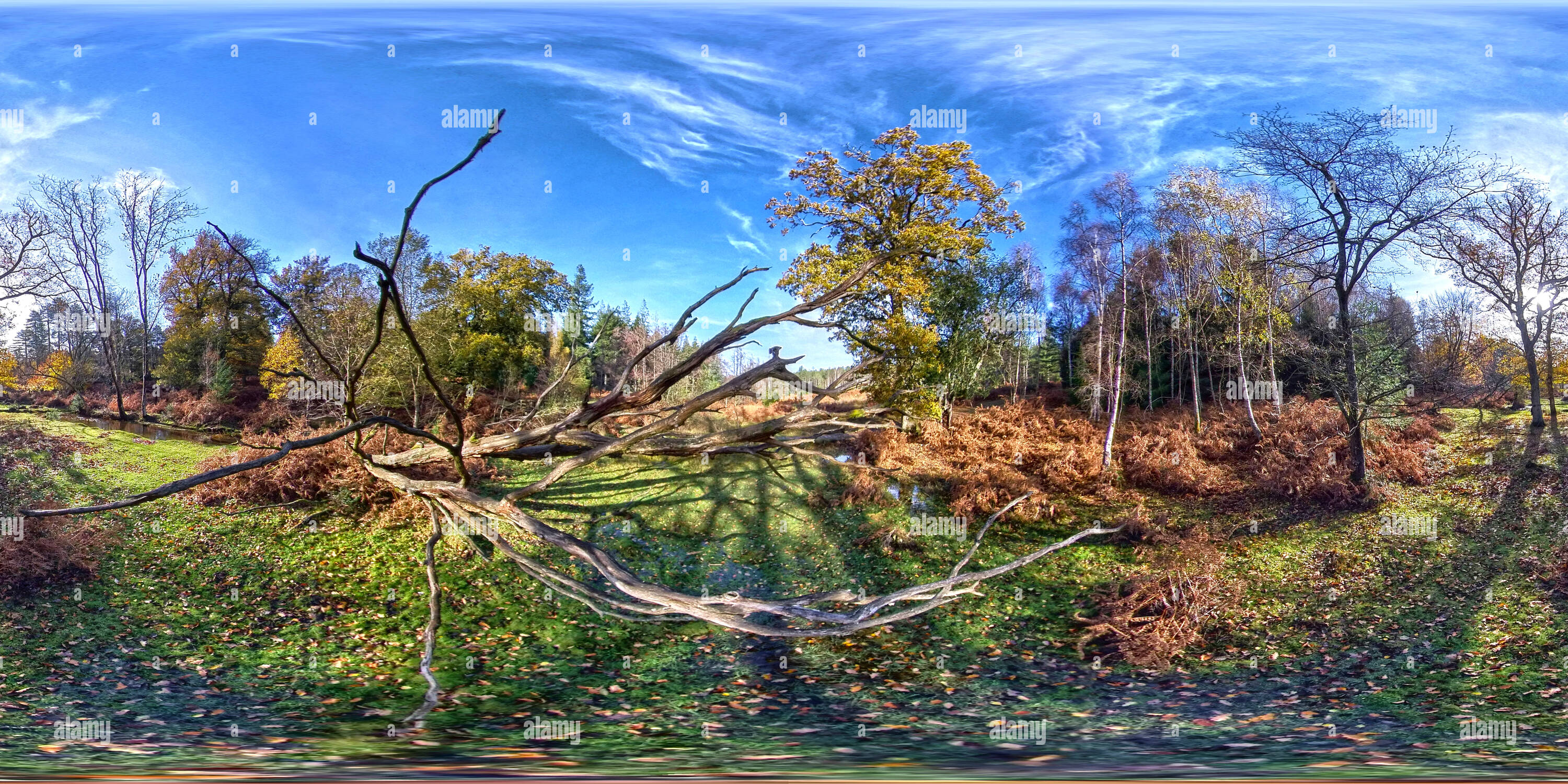 360° view of Fallen tree in Autumn - Alamy
