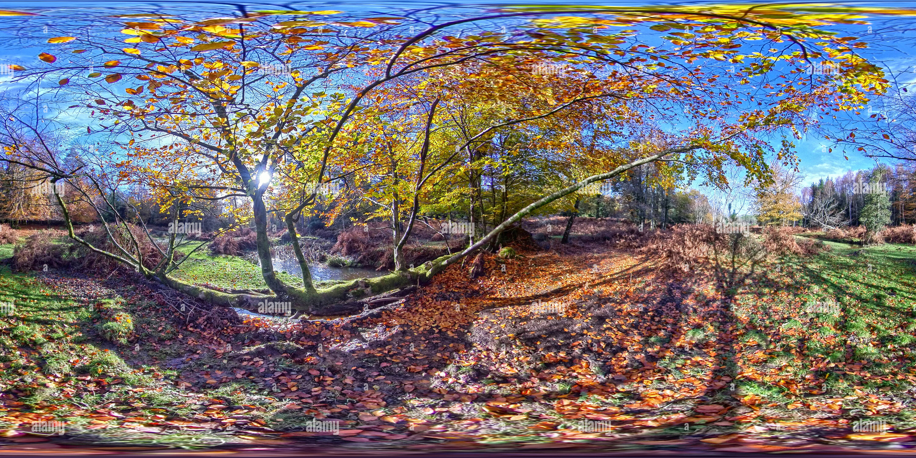 360° view of Fallen beech tree in Autumn - Alamy