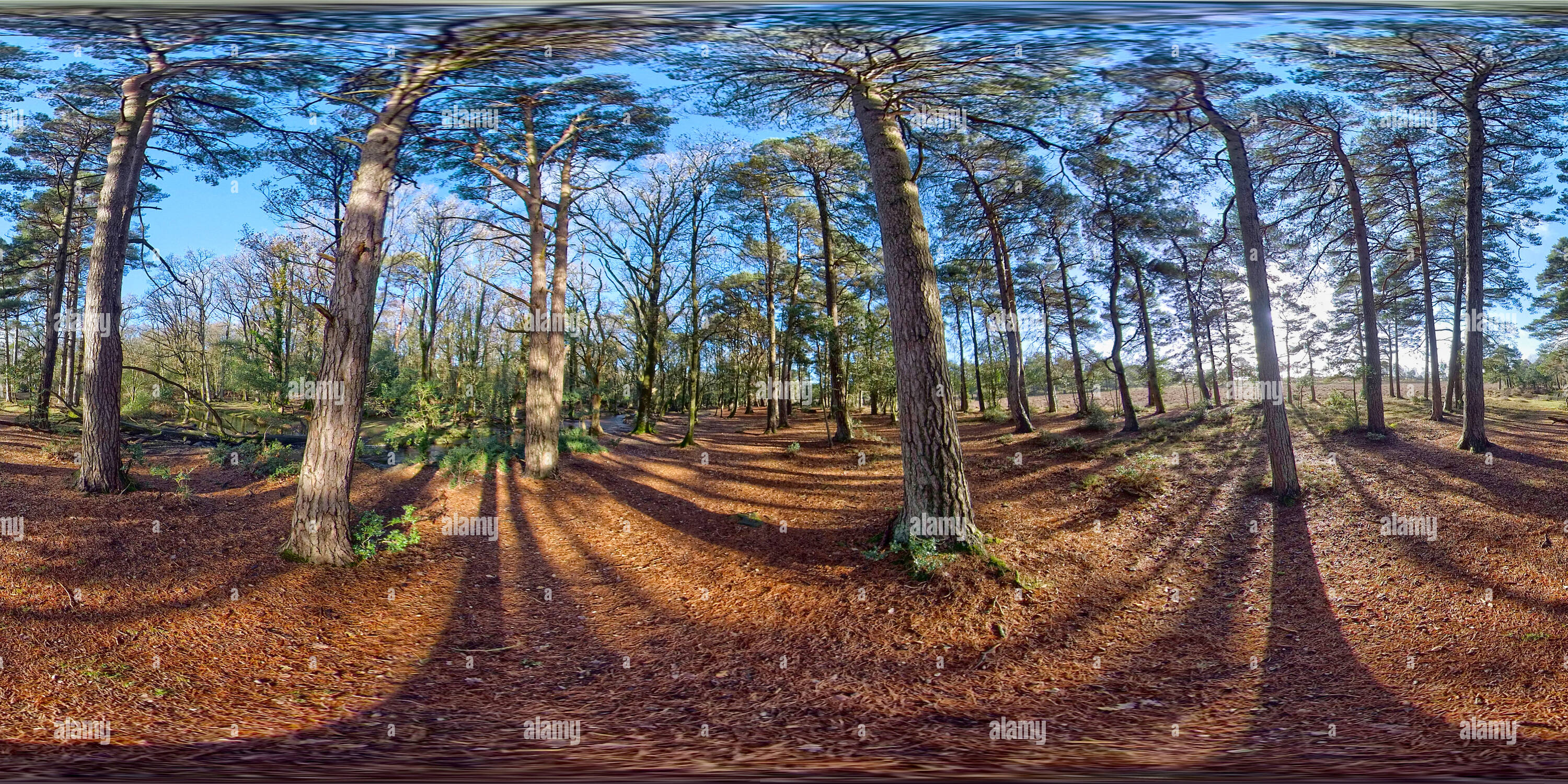 360° view of Under pine trees next to Ober water stream in the New ...