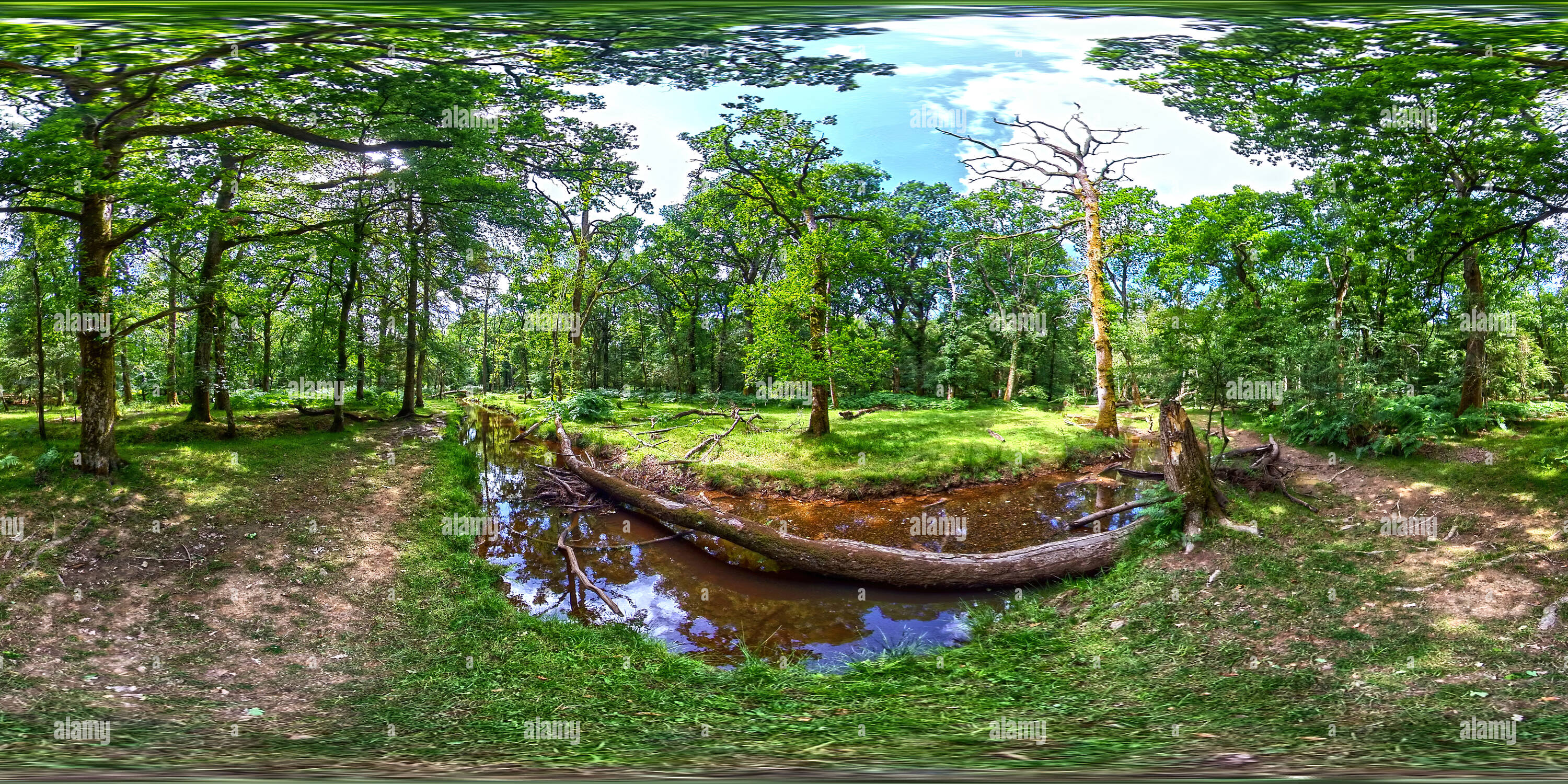360° view of Enchanting Forest walk in the New forest National Park ...