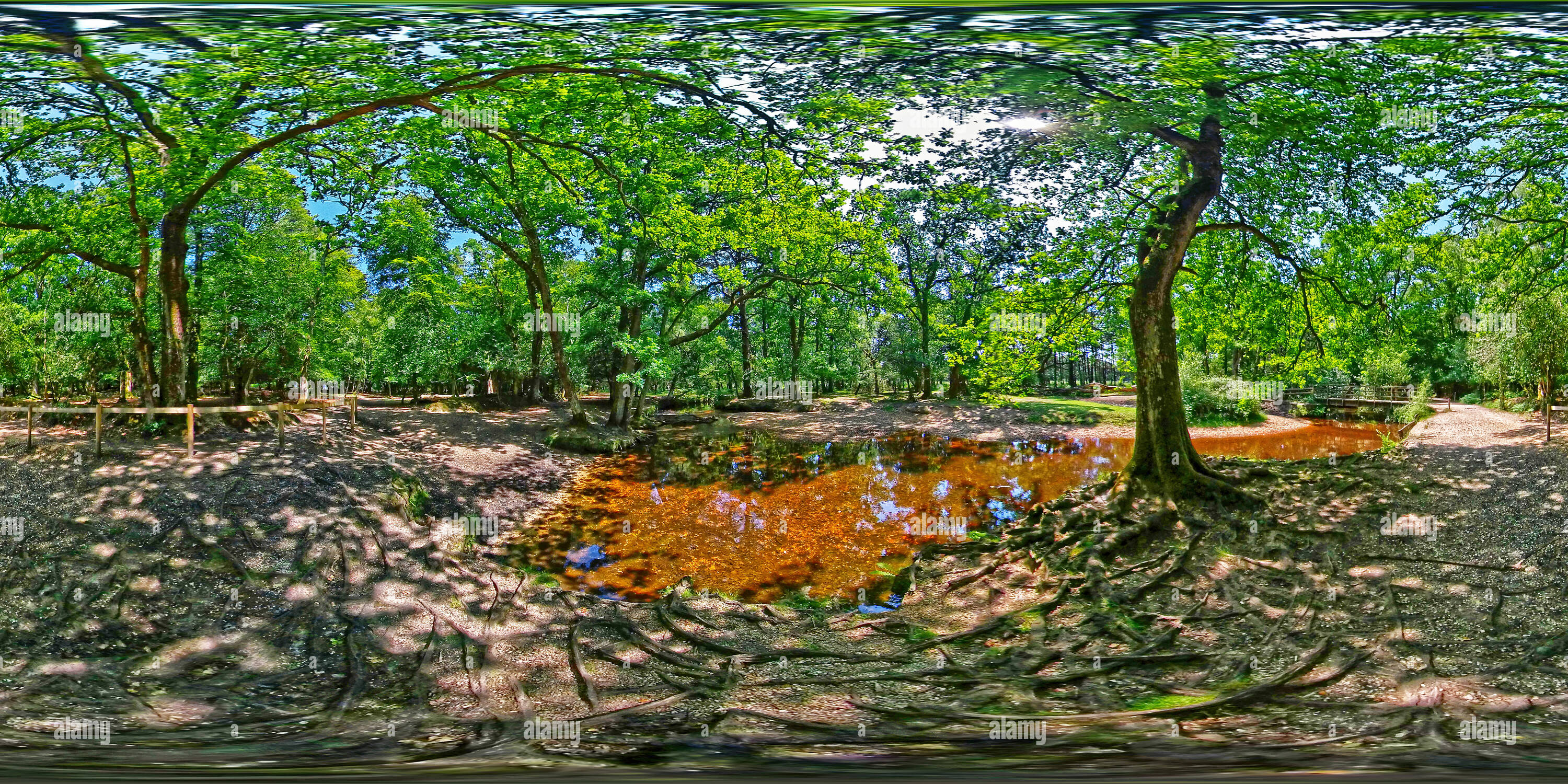 360° view of Footpath next to Ober Water stream in the New forest ...