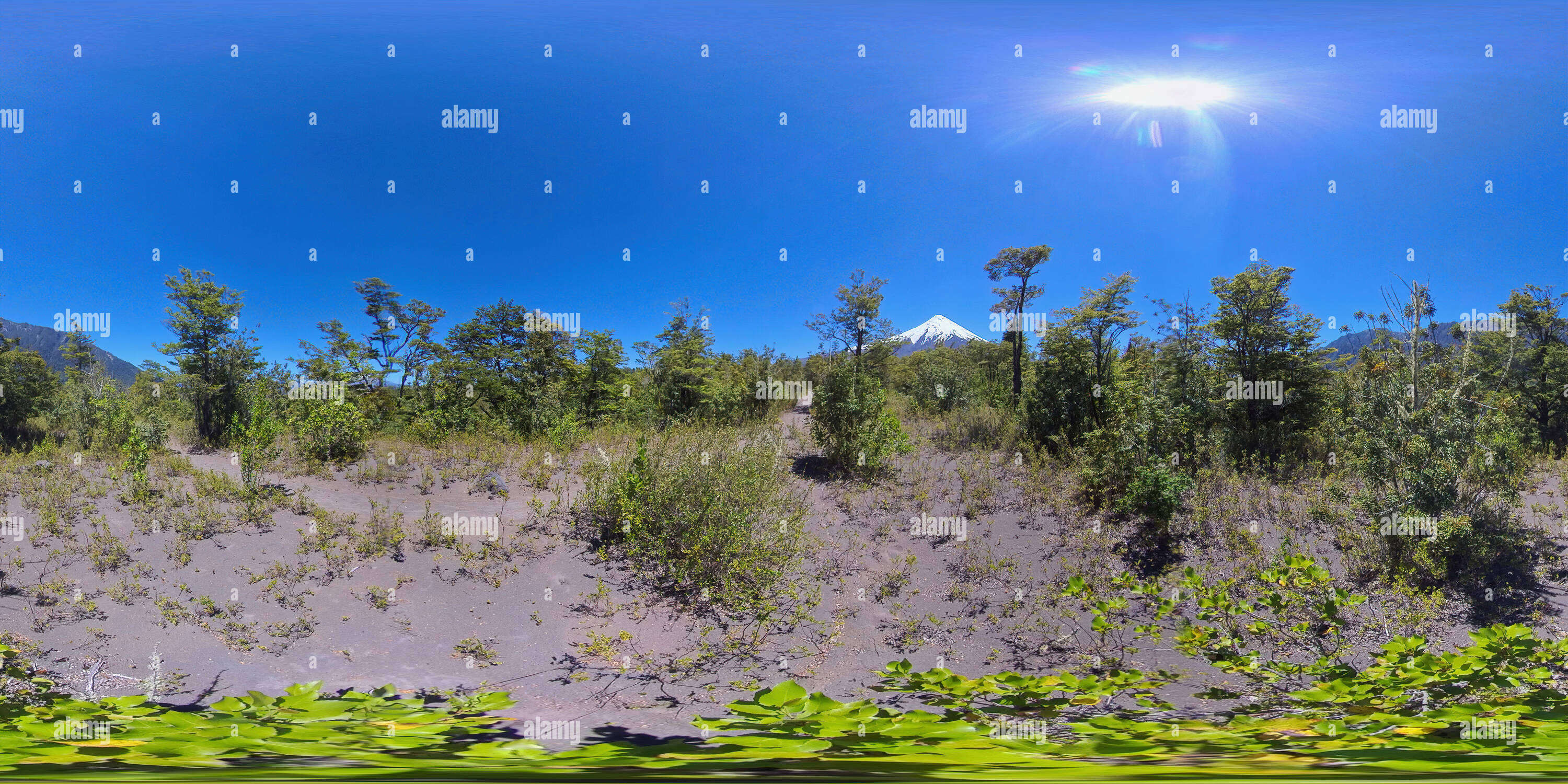 Beautiful green forest vr360 hi-res stock photography and images - Alamy