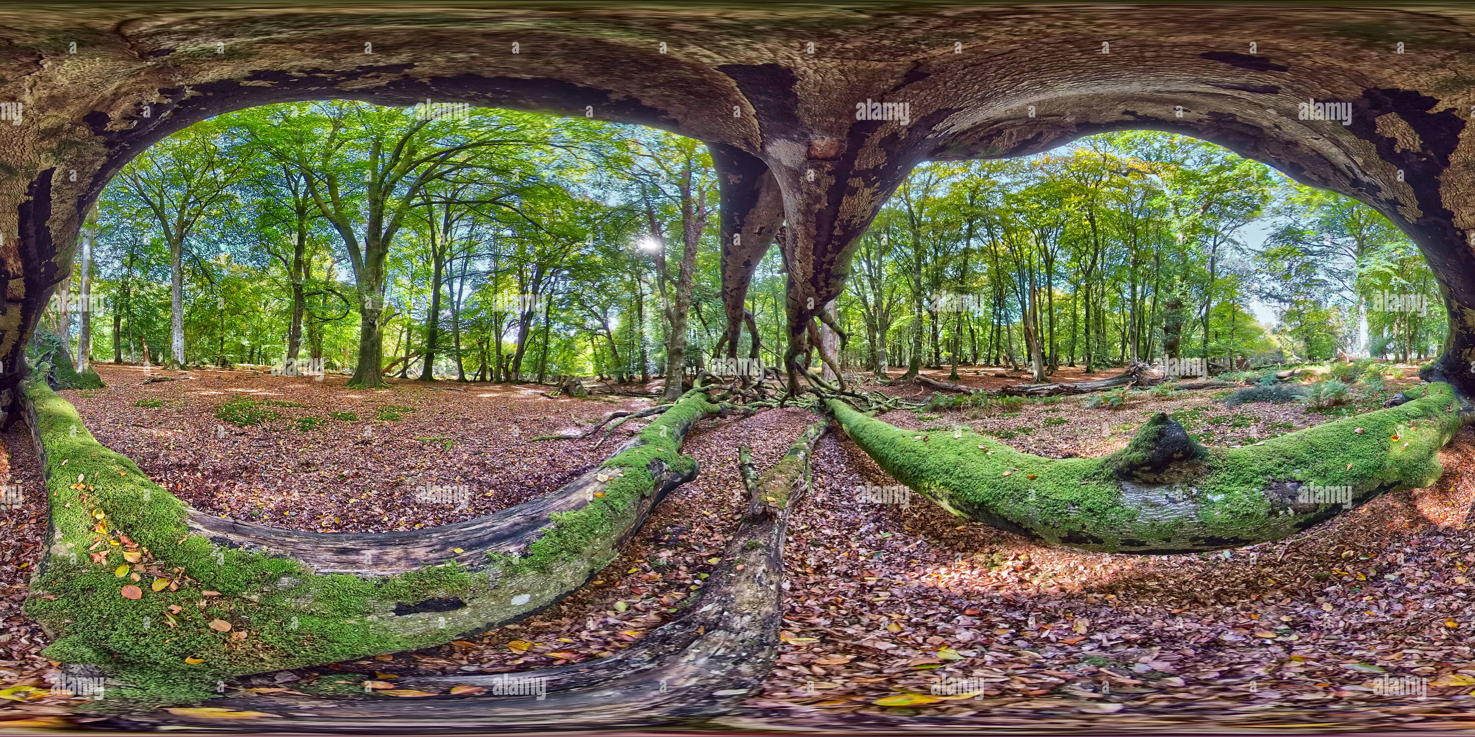 360° view of Under a fallen tree in the New forest National Park ...