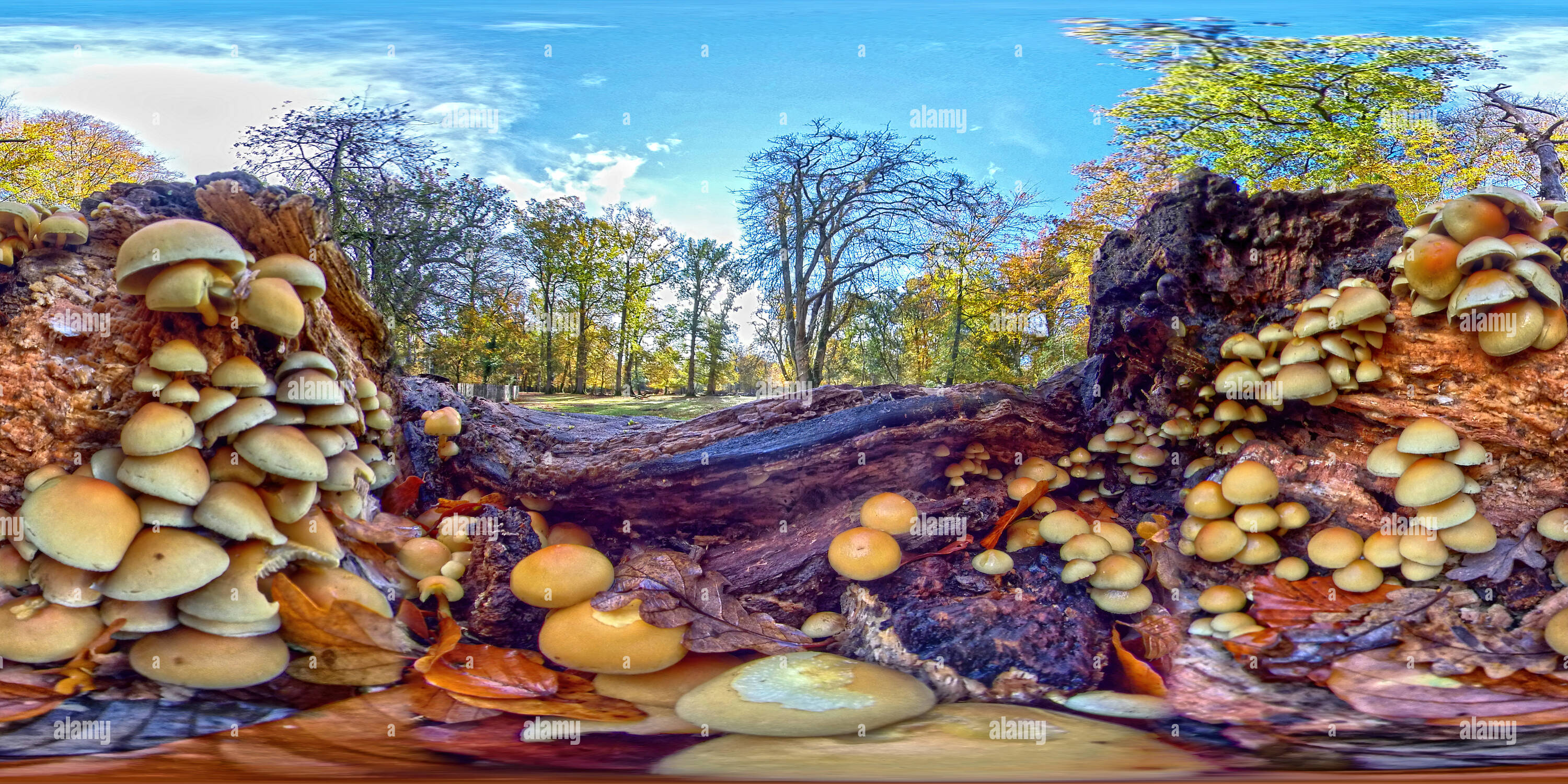 360° view of Mushrooms on fallen tree in Knightwood Oak inclosure in ...