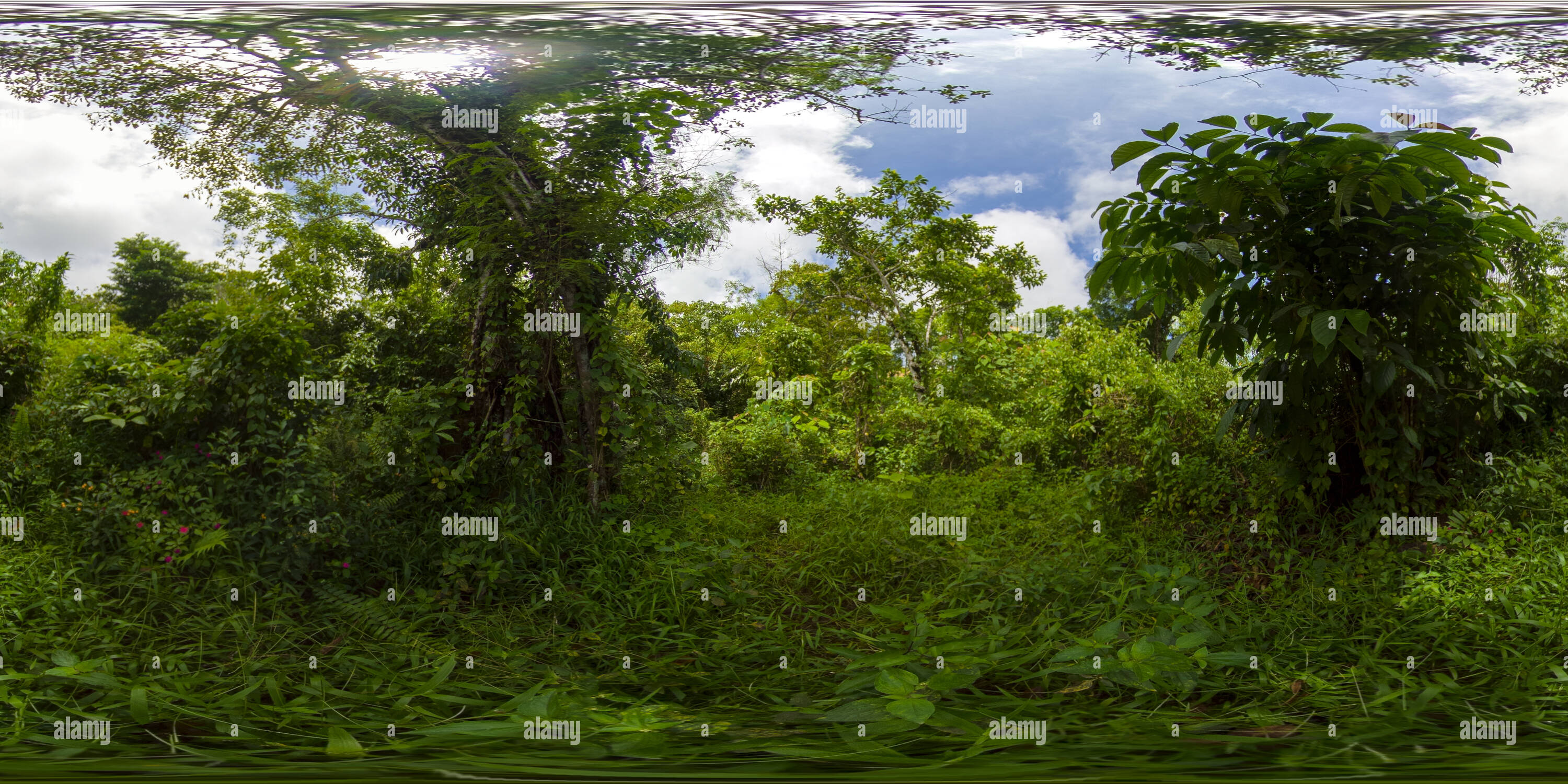 360° view of Rainforest in the Philippines - Alamy