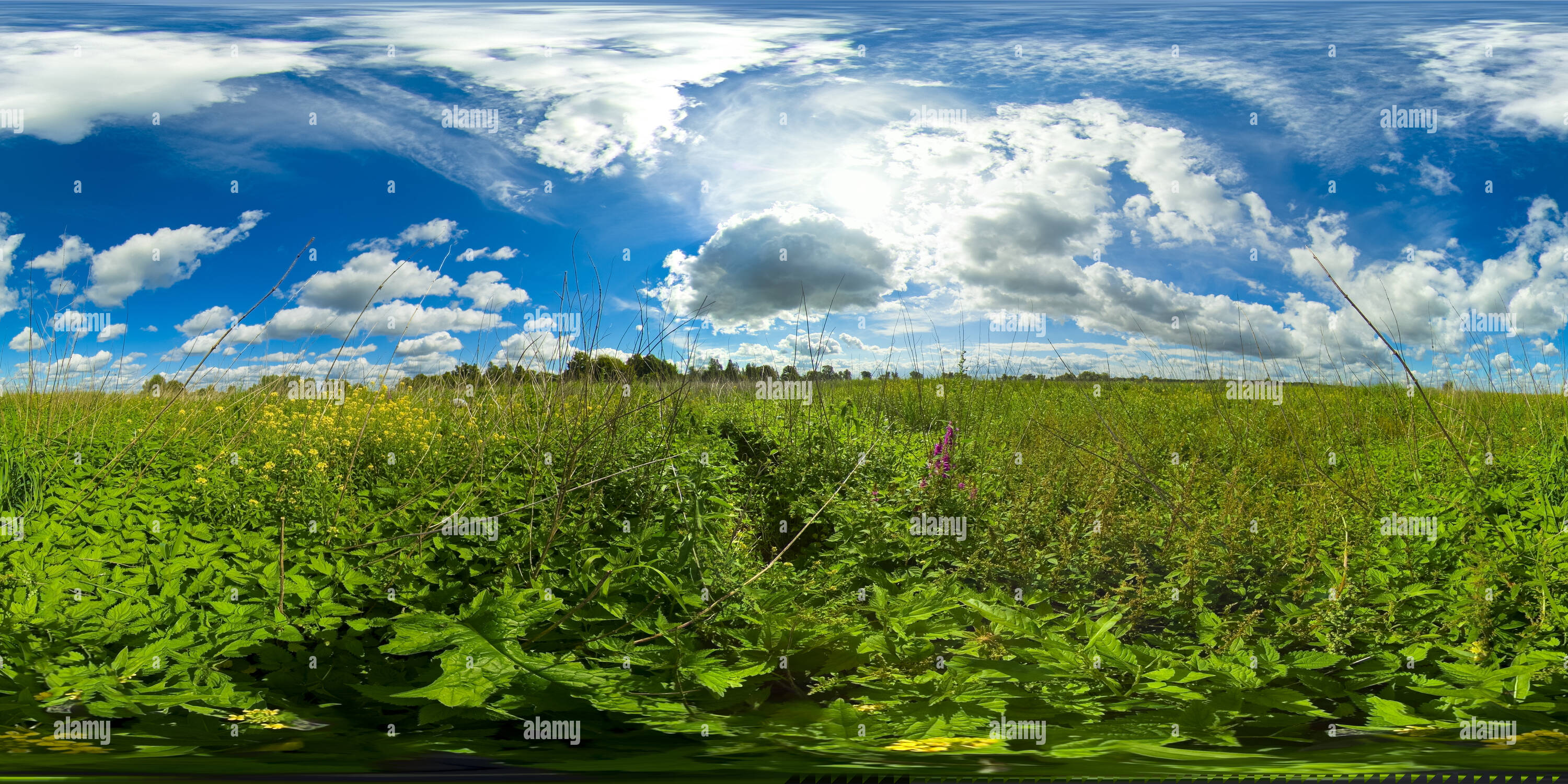 360° view of Landscape with summer meadow - Alamy