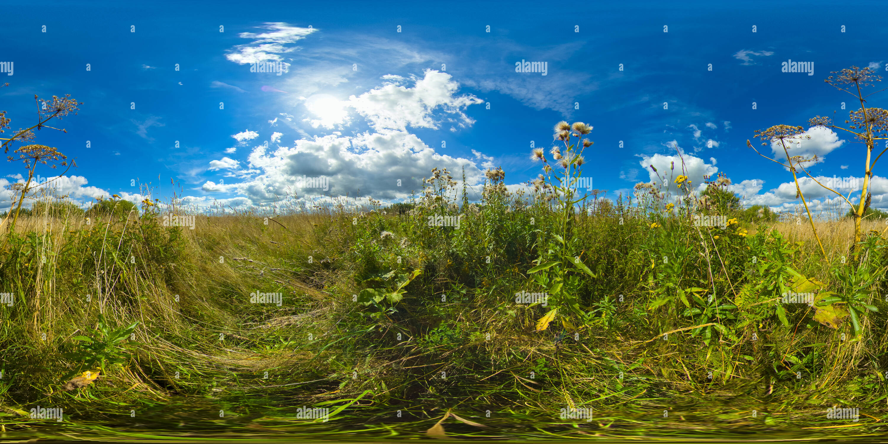 360° view of Landscape with summer meadow - Alamy
