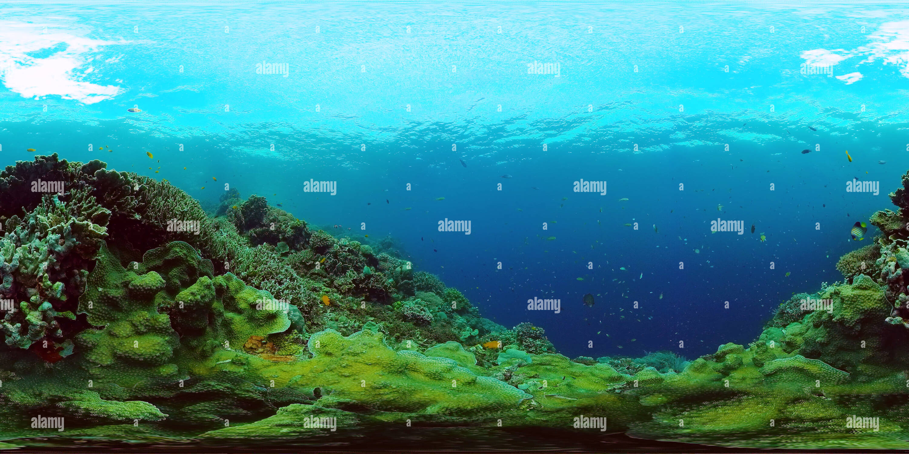 360° view of Coral reef and tropical fish underwater - Alamy