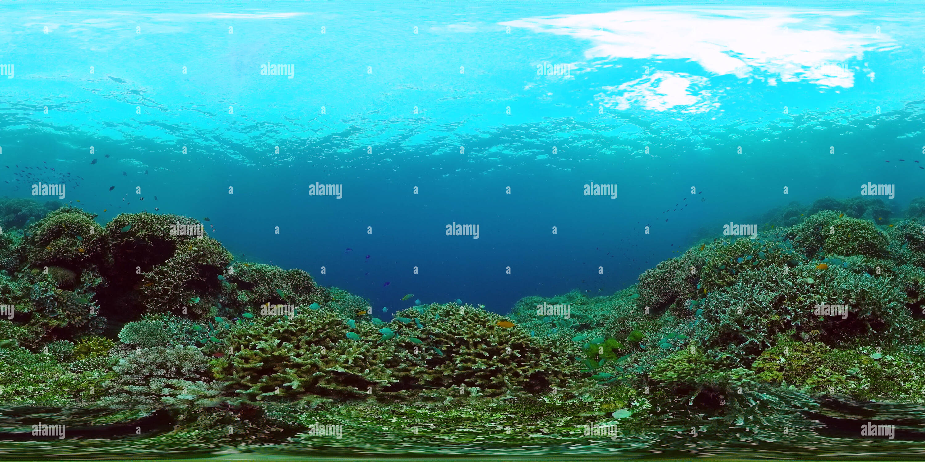 360° view of Coral reef and tropical fish - Alamy
